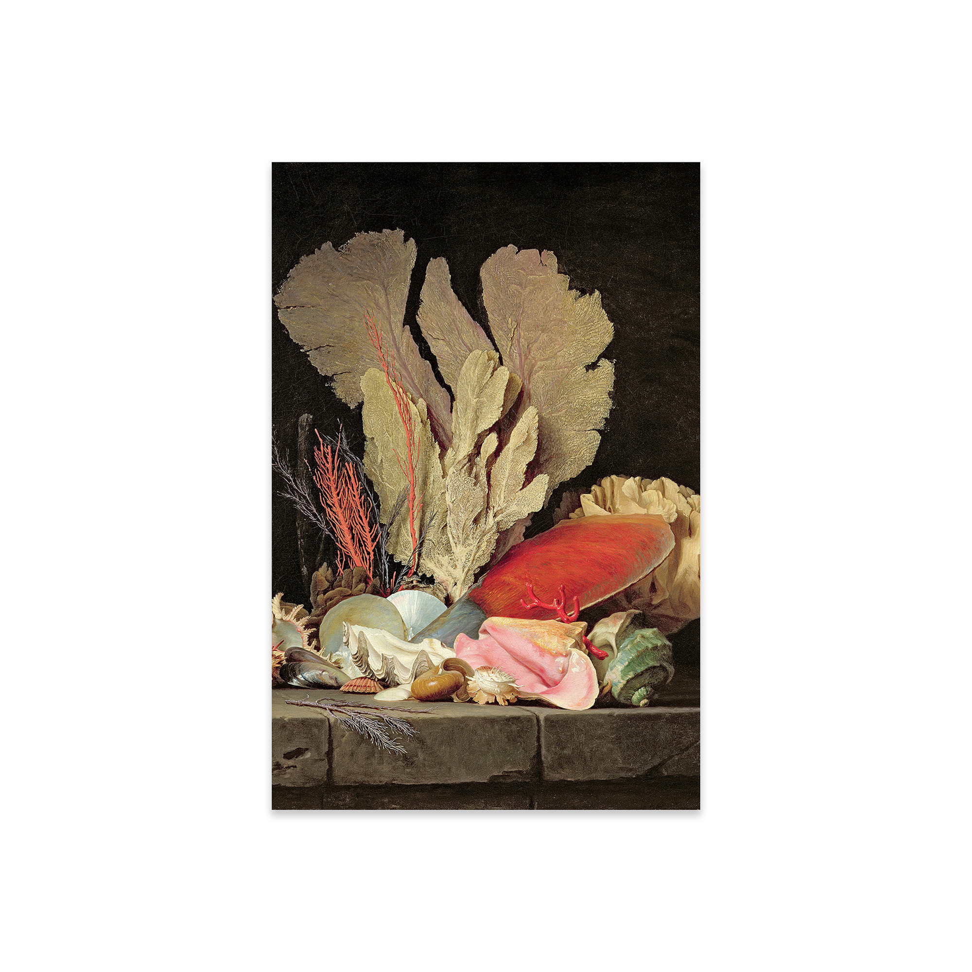 Highland Dunes Seaweed, Lithophytes And Seashells On Plastic / Acrylic ...