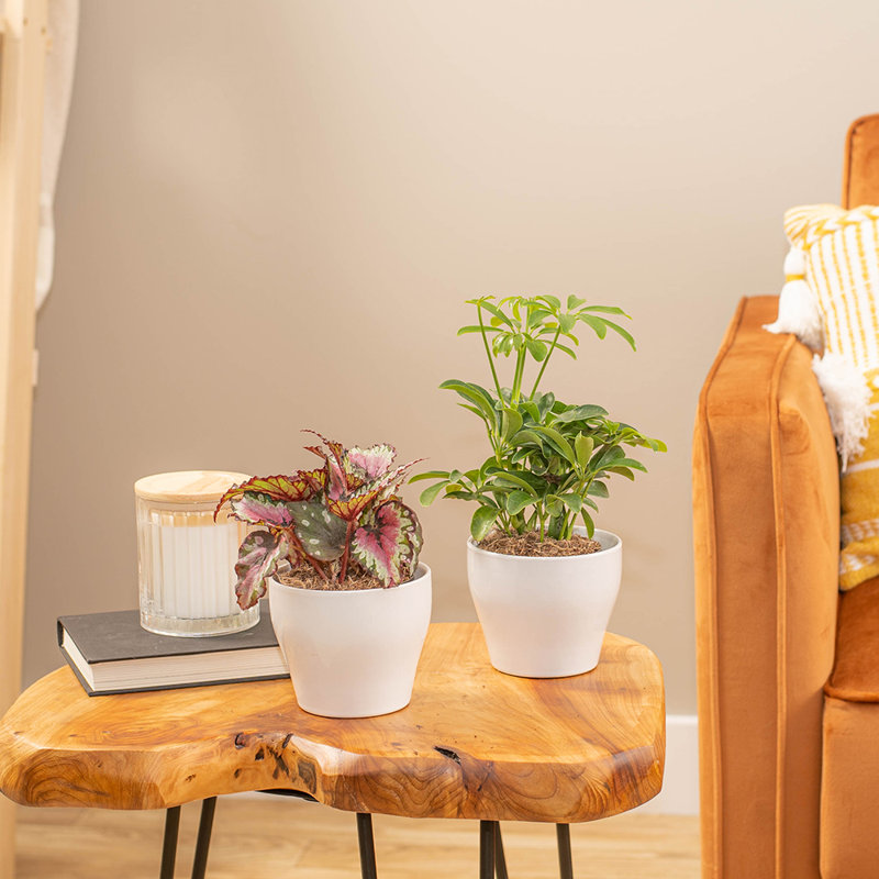 Costa Farms 3 Piece Costa Farms Clean Air Live Plant Collection in ...