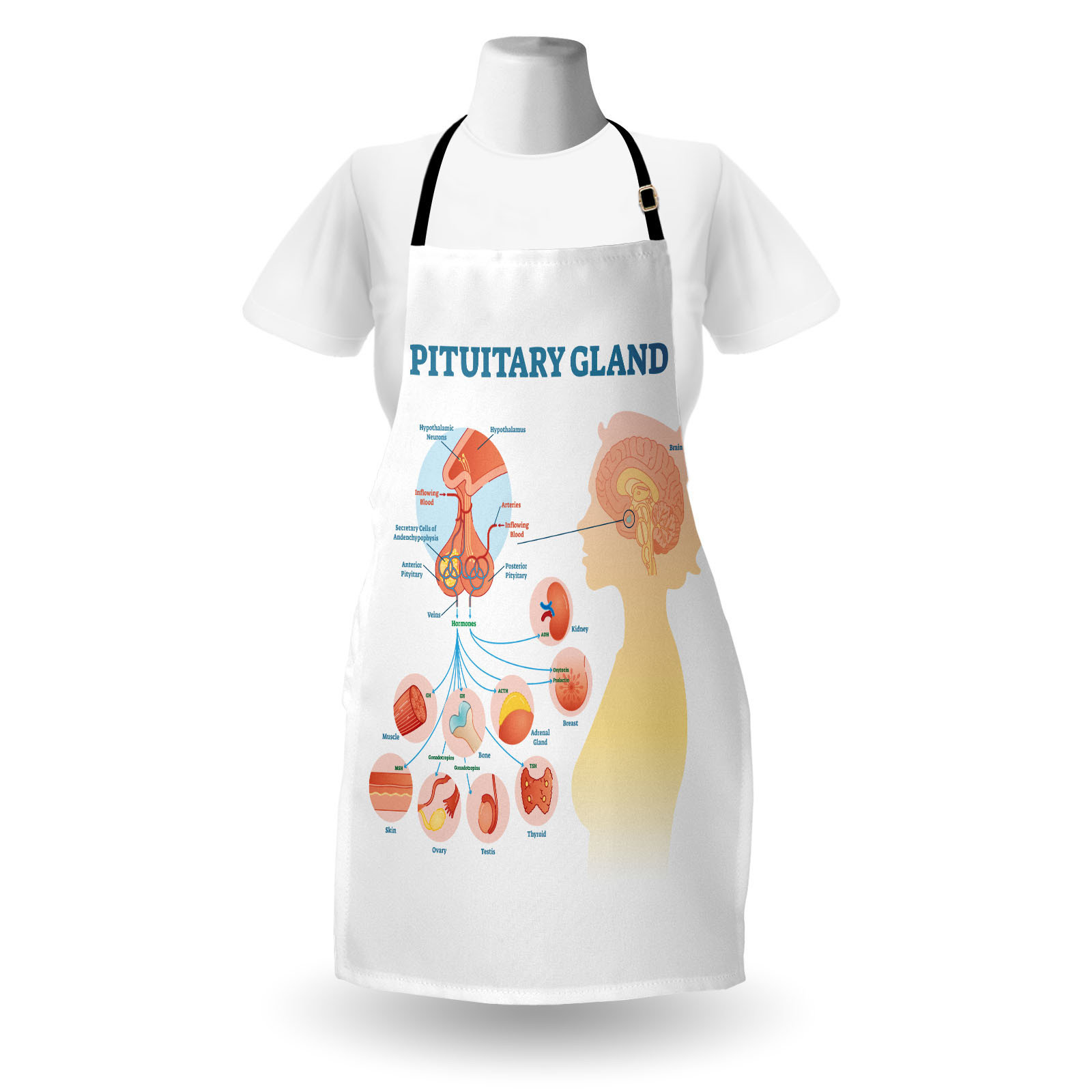 Hokku Designs Anatomy Apron Unisex Pituitary Gland Anatomical Adult ...