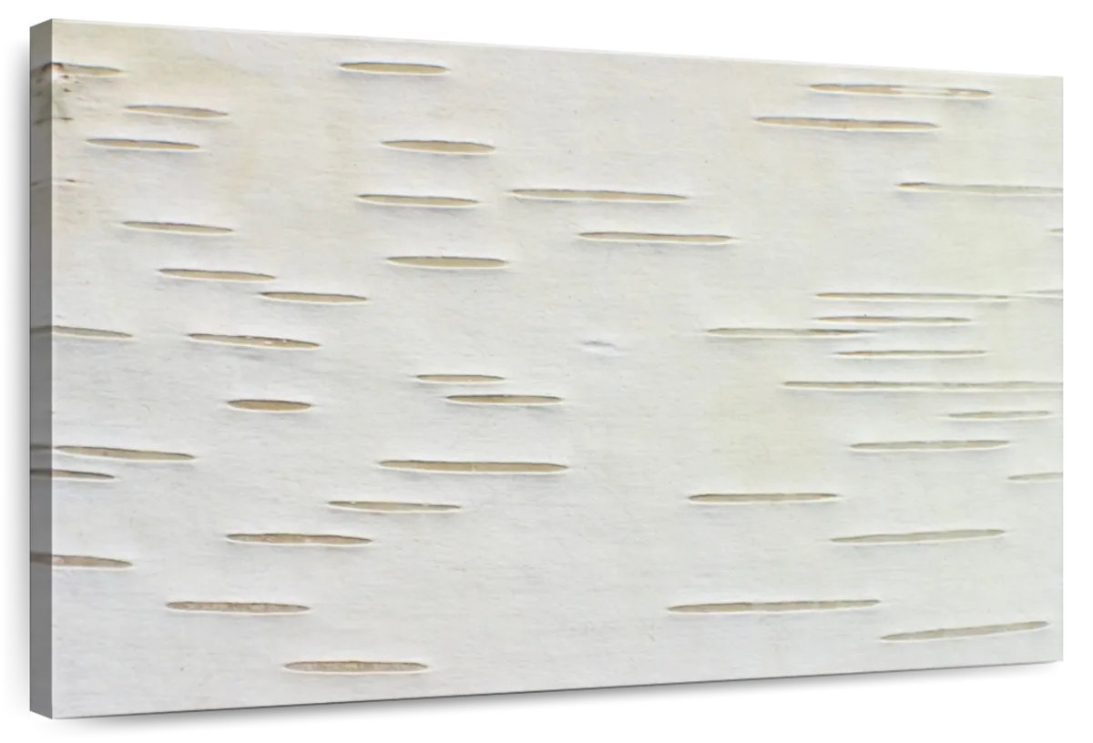 Wade Logan® Avery Birch Tree White Bark - Wayfair Canada