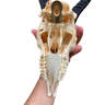 Foundry Select Aswath Real Springbok Antelope Skull | Wayfair
