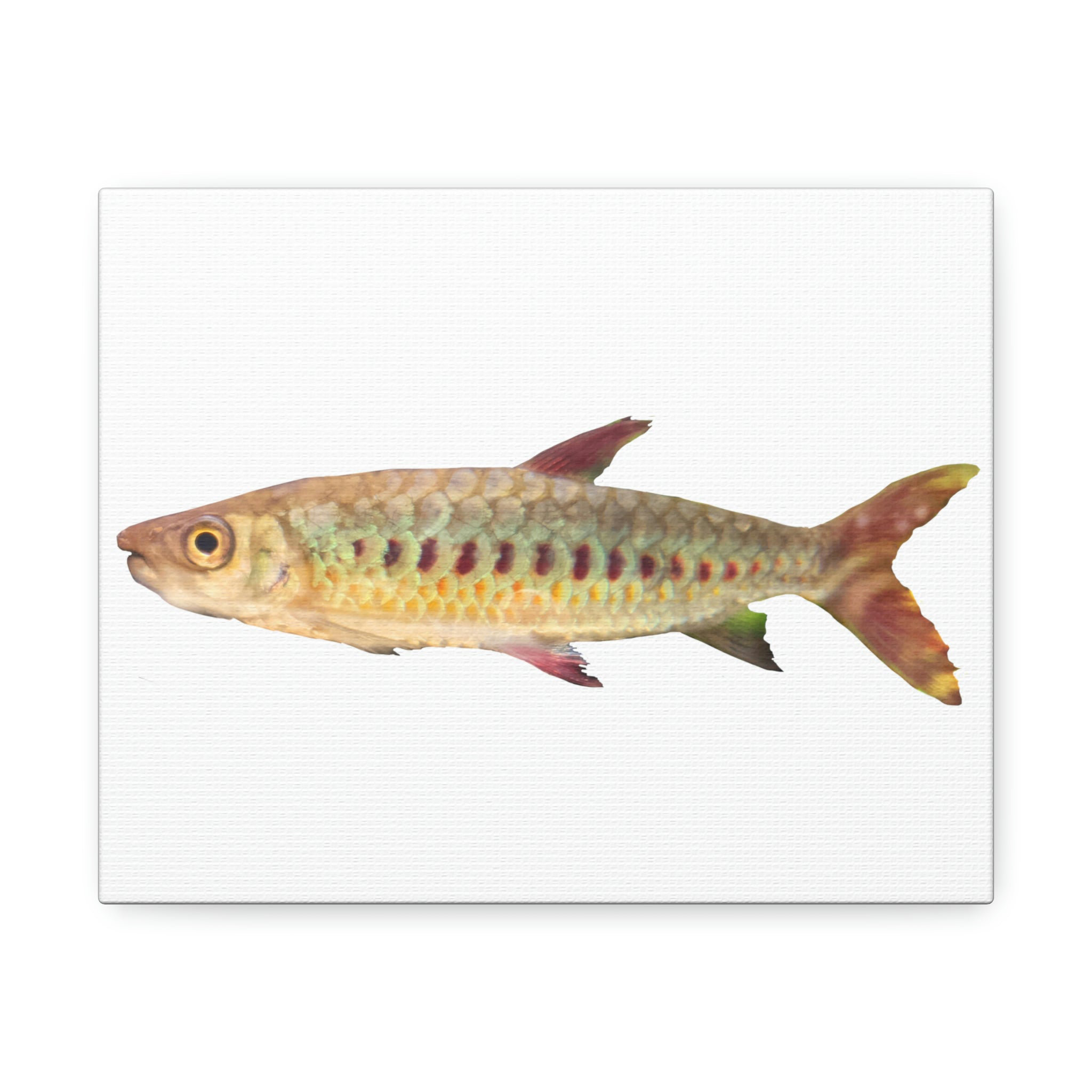 Rosecliff Heights Colourful Fish Stretched - Unframed Illustration on ...