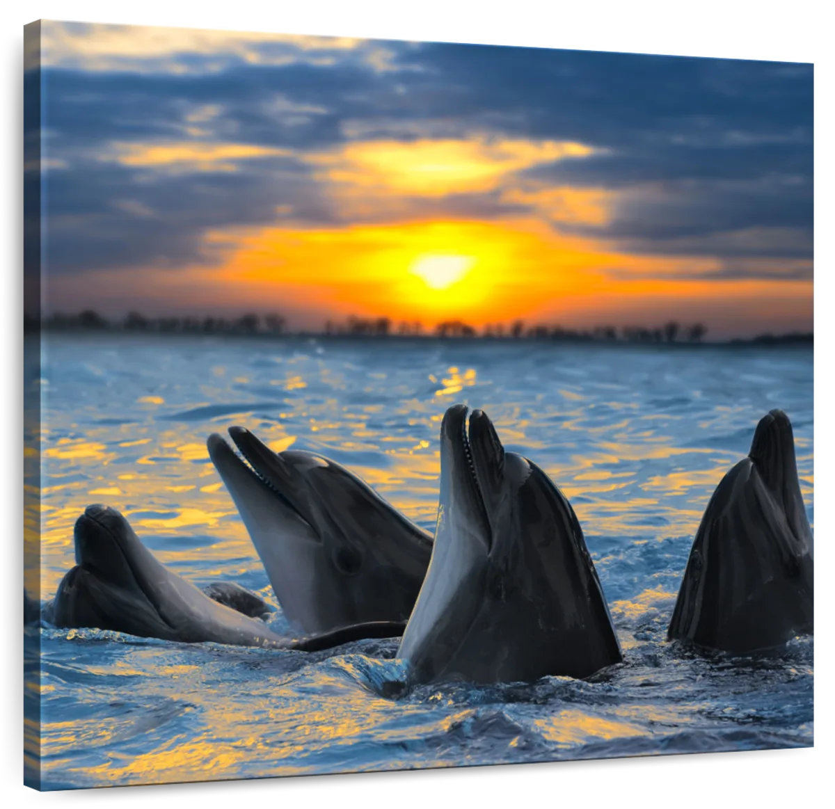 Ebern Designs Brampt Grand Cayman Dolphins | Wayfair