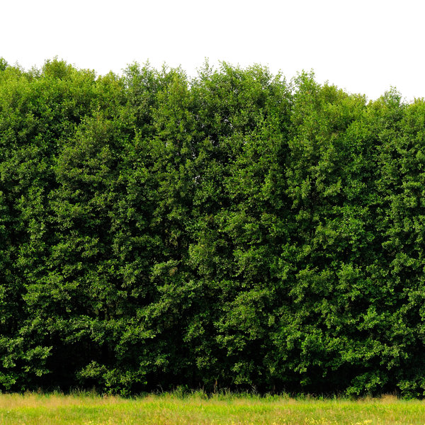 Alpen Home Very Tall Green Hedge With Grass by Sieboldianus - No Frame ...