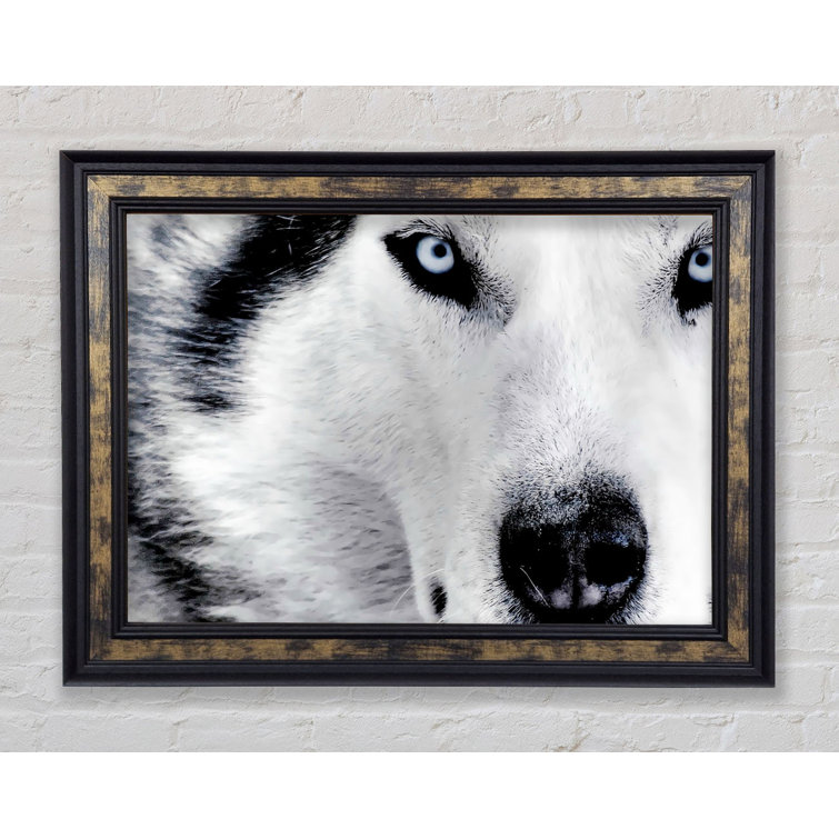 Bright Star Siberian Husky Eyes - Single Picture Frame Art Prints ...