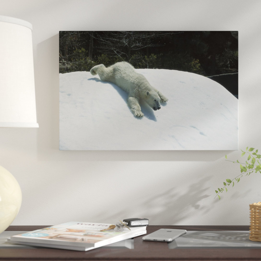East Urban Home 'Polar Bear Sliding Down Snow Bank, Native to Canada ...