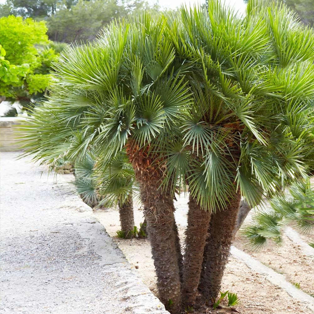 Wekiva Foliage LLC European Fan Palm - Live Plant in a 3 Gallon Growers ...