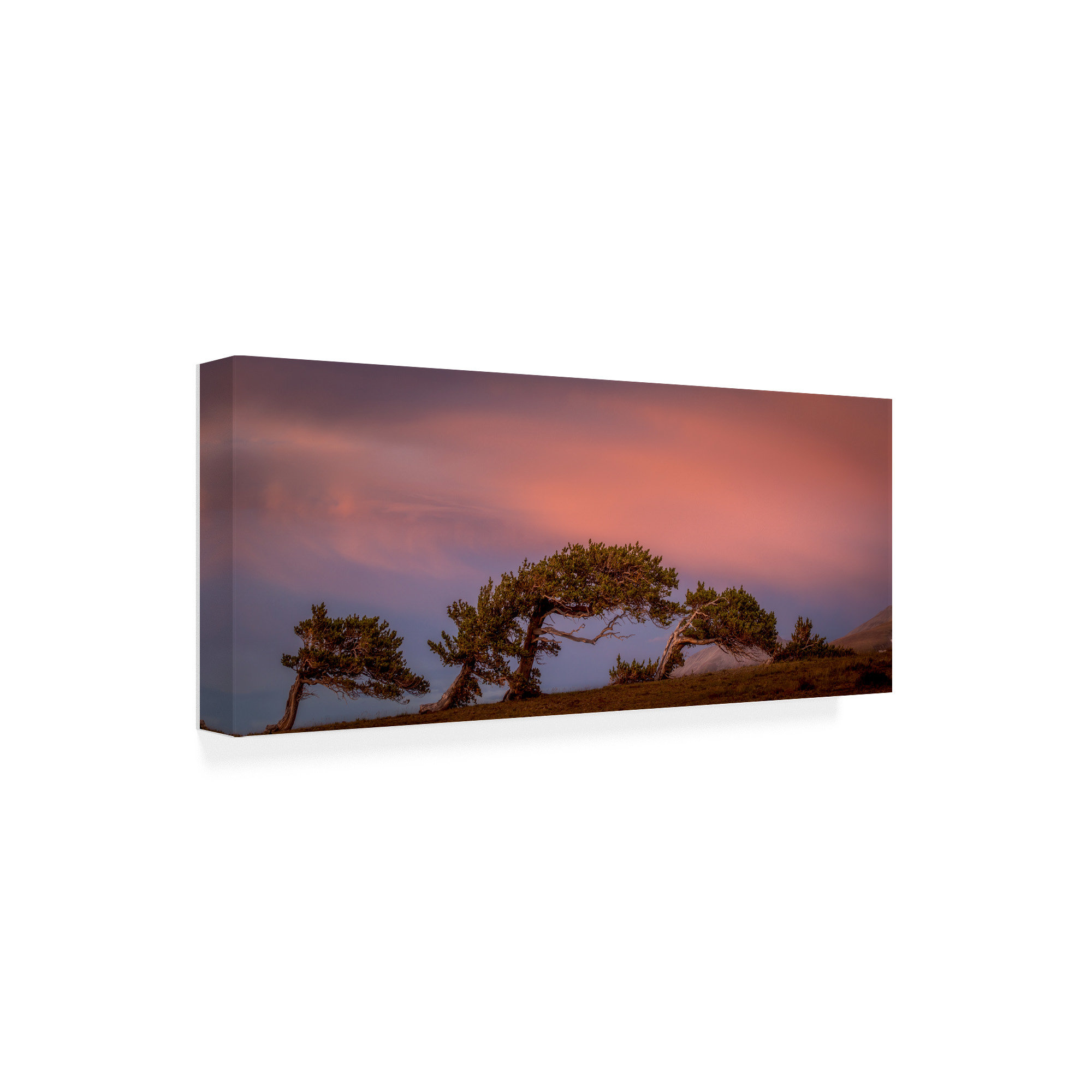 Millwood Pines 'Leaning Trees' by Dan Ballard - Wrapped Canvas ...