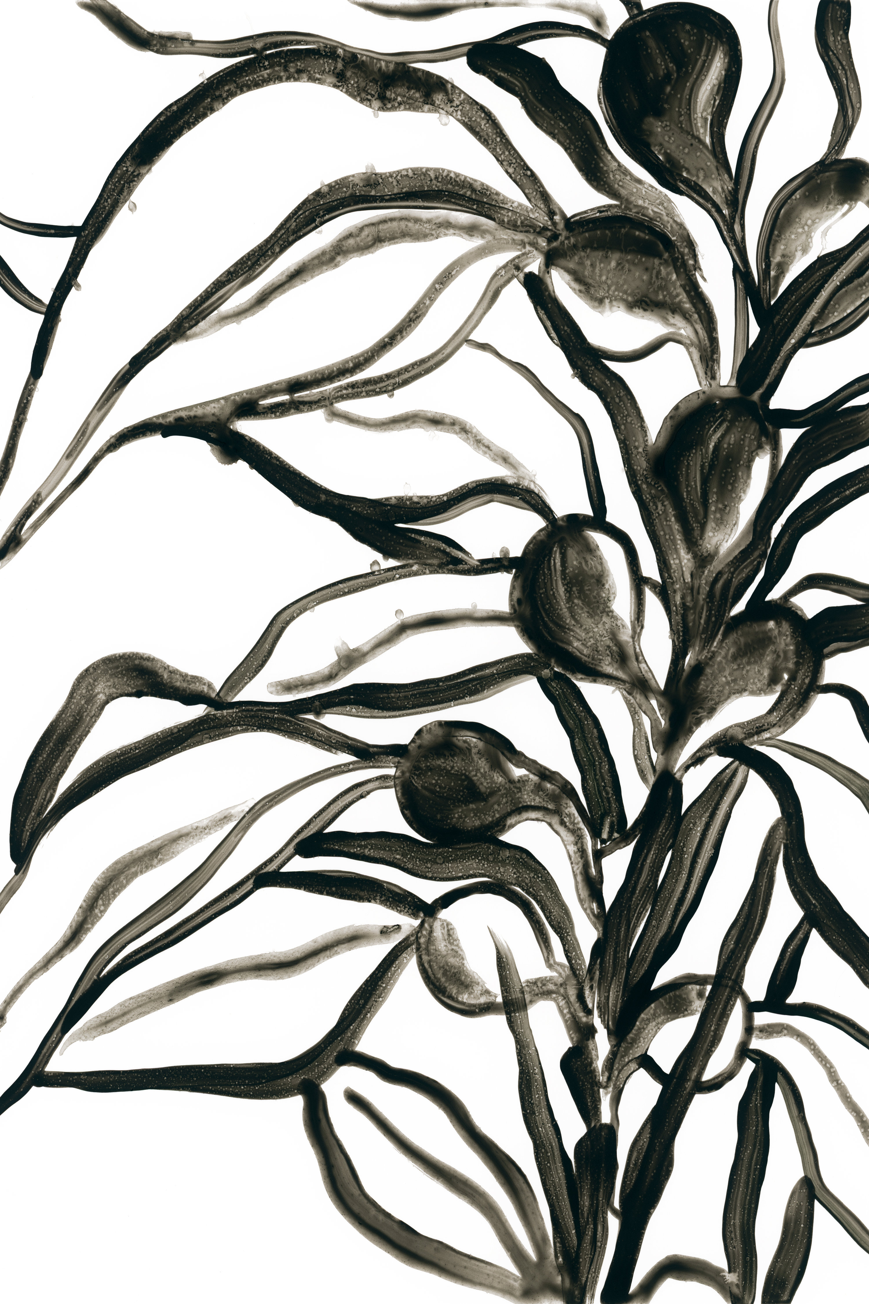 Winston Porter Kelp Contour I by June Erica Vess | Wayfair