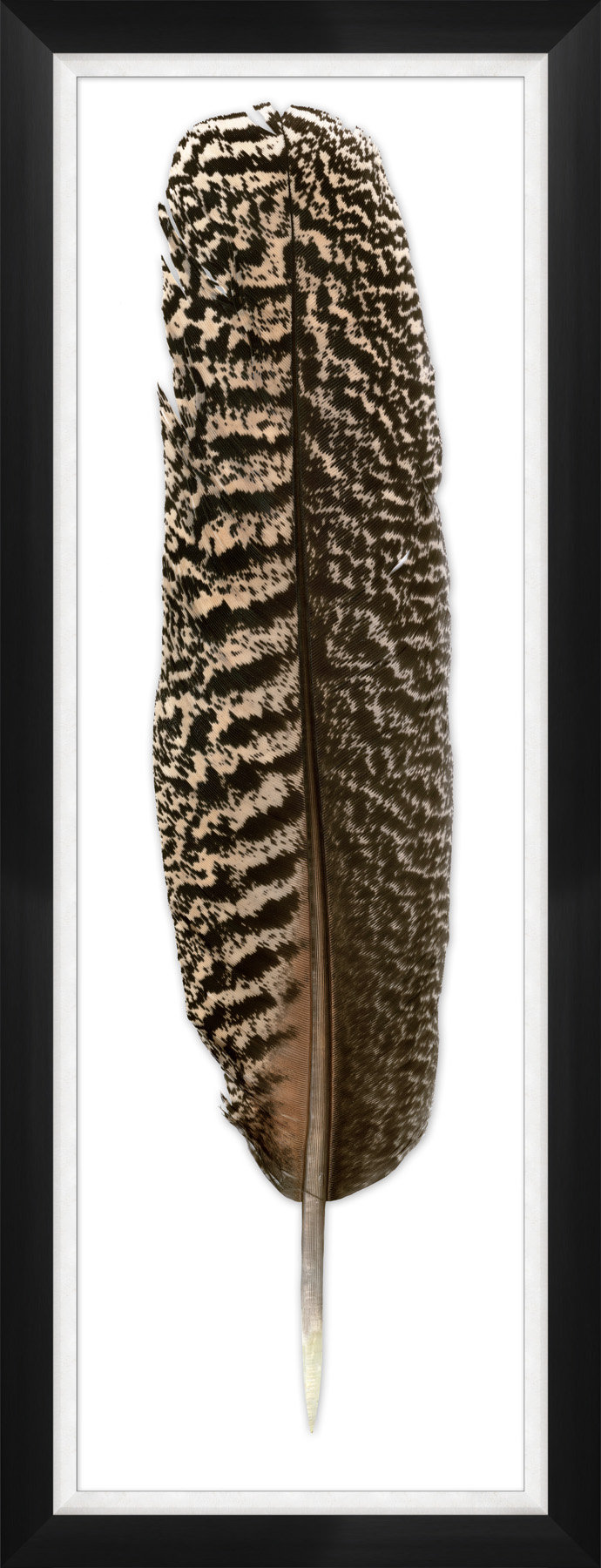 Wendover Art Group Mottled Peacock Feather 1 - Picture Frame Photograph ...