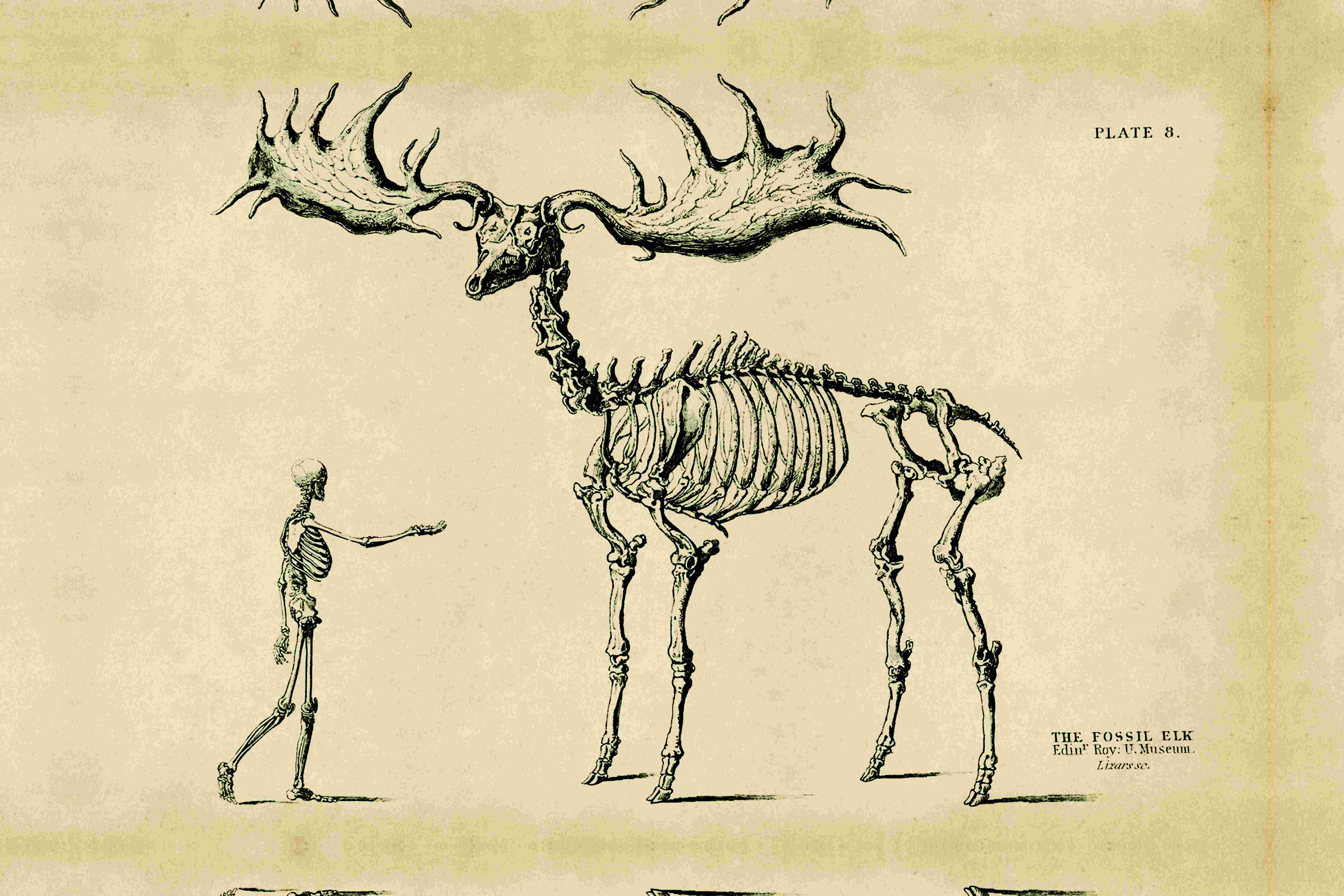 Trinx Fossil Elk Friend - Wrapped Canvas Painting | Wayfair