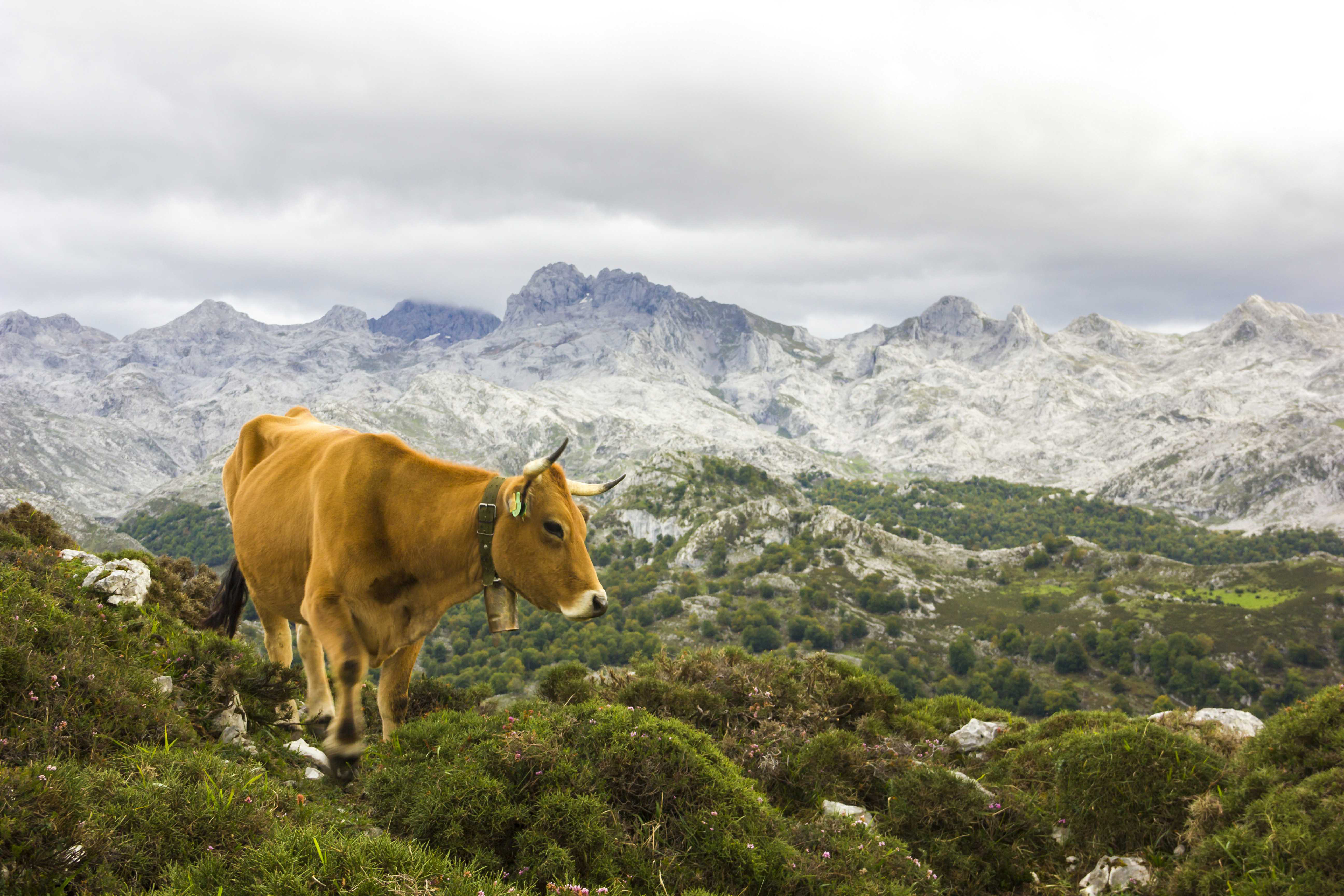 Millwood Pines Spanish Cow (Asturian Mountain Cattle) In The Picos De ...