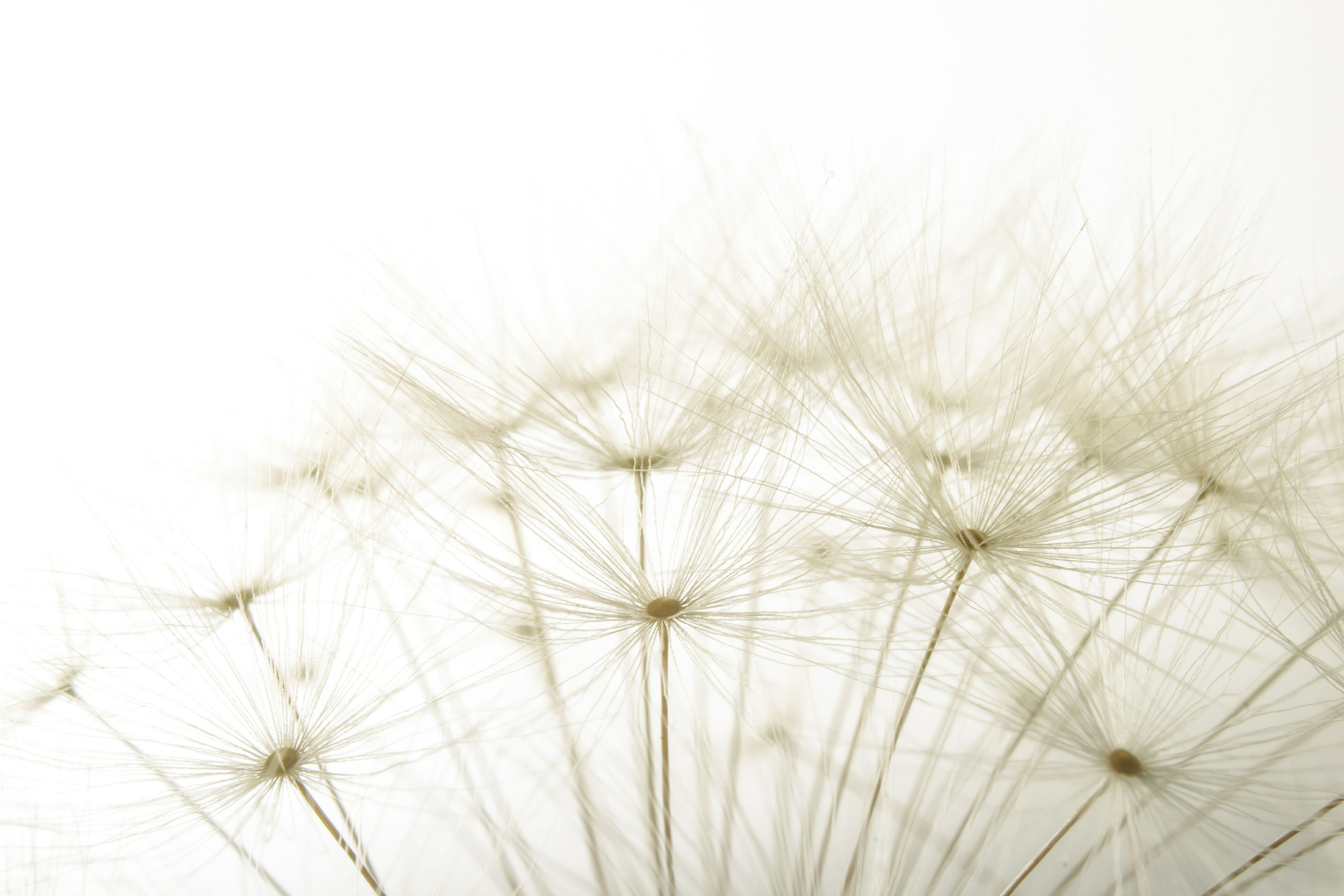 Ebern Designs Beny Overblown Fluffy Dandelion - Wrapped Canvas ...