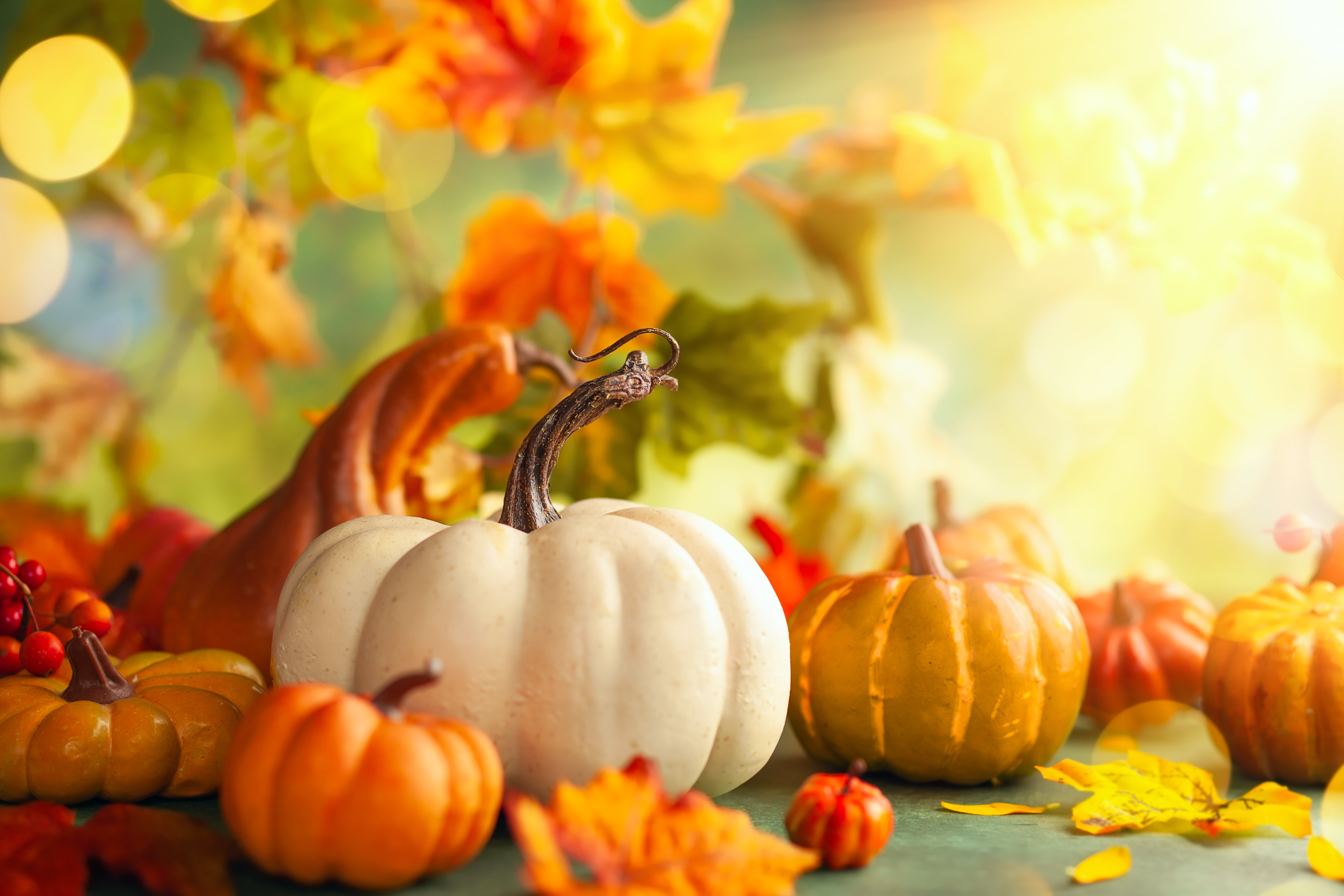 August Grove® Festive Autumn Decor from Pumpkins, Berries and Leaves ...