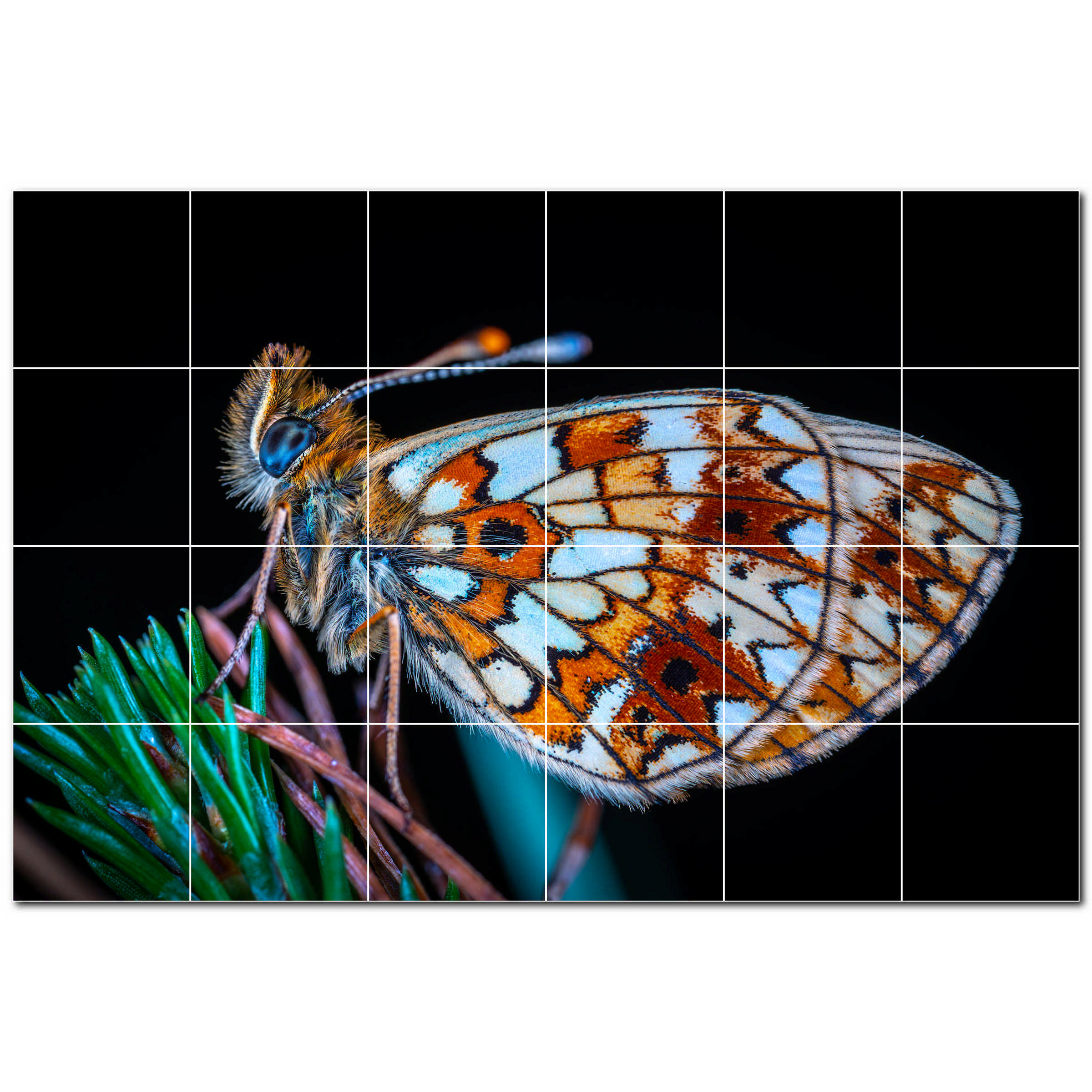 Picture-Tiles.com Butterfly Photo 8'' x 8'' Satin Ceramic Decorative ...