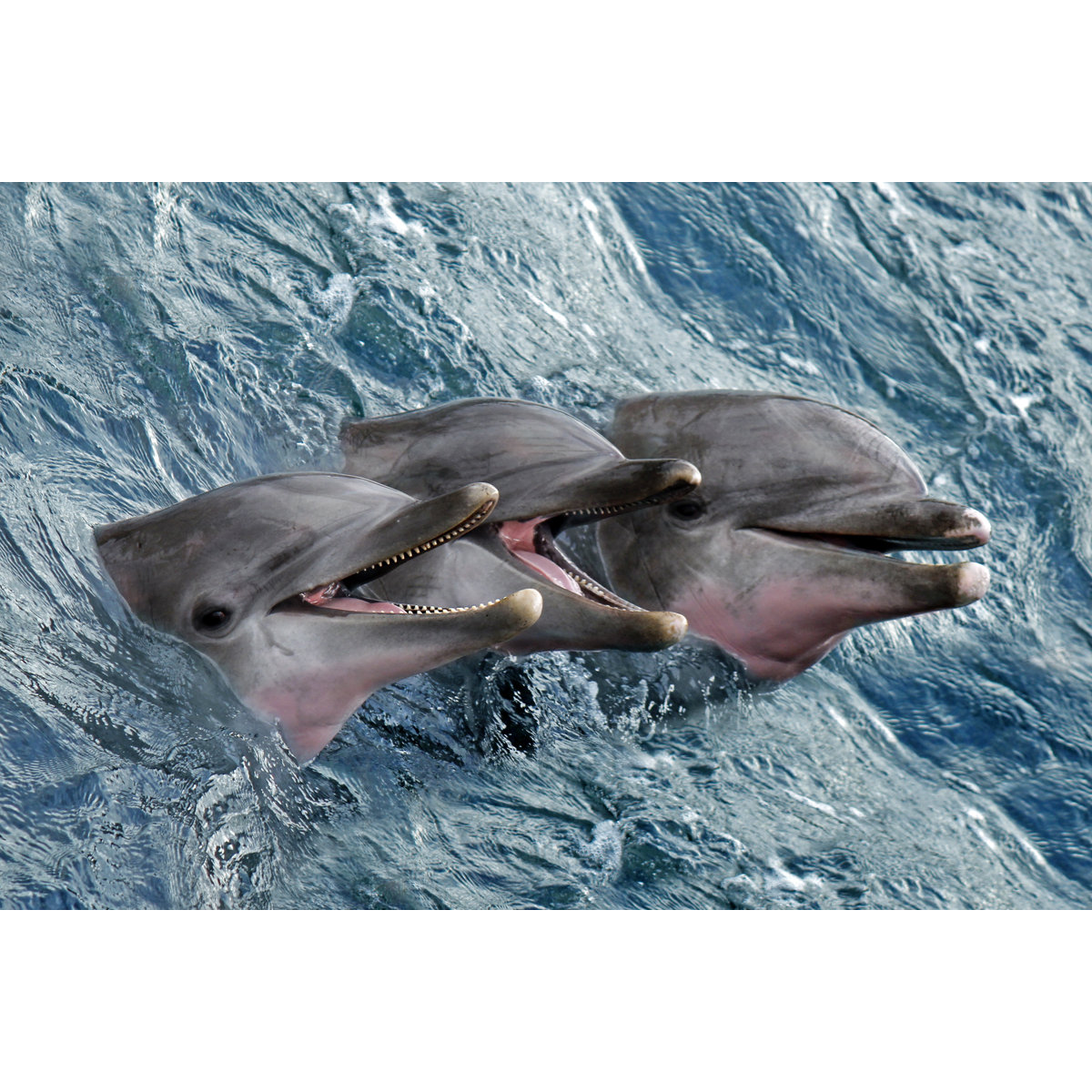 House of Hampton Dolphins | Wayfair.co.uk