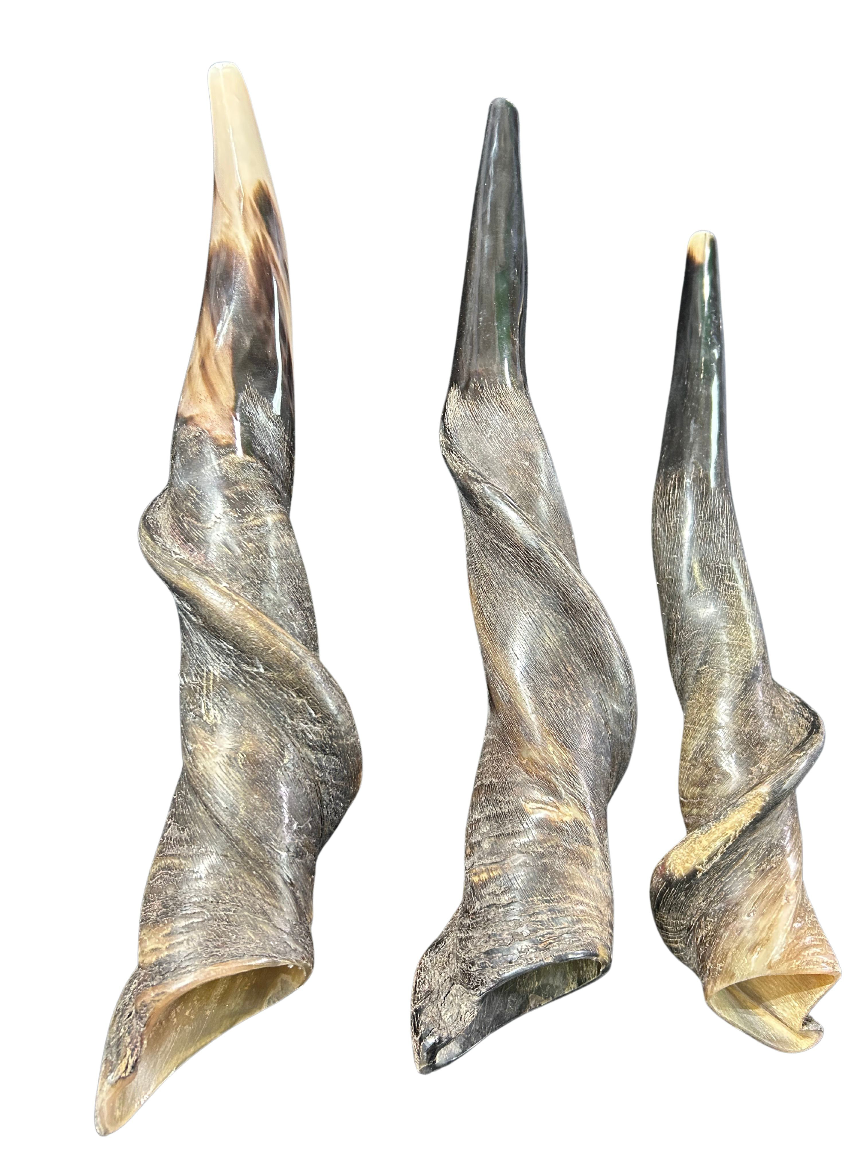 Red Barrel Studio® Polished Eland Horn Shofar | Wayfair