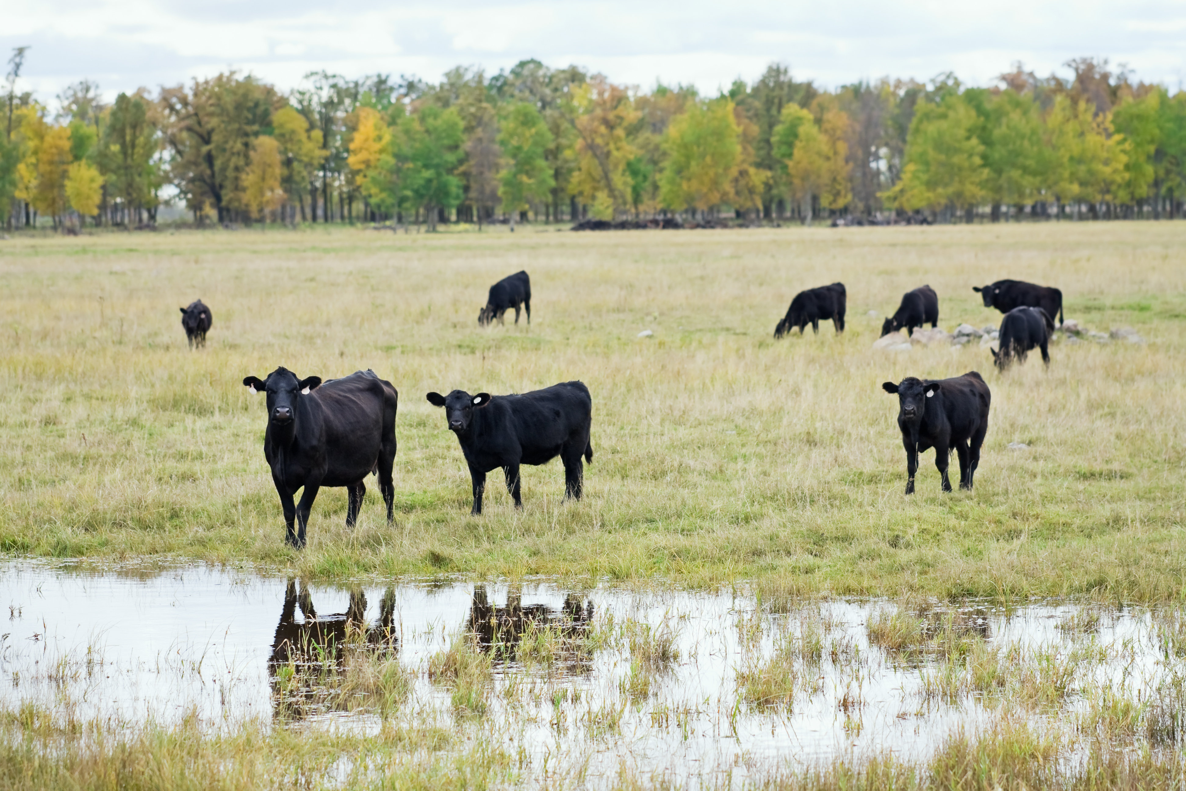 Latitude Run® Black Angus Cattle in The Pasture by Skhoward | Wayfair