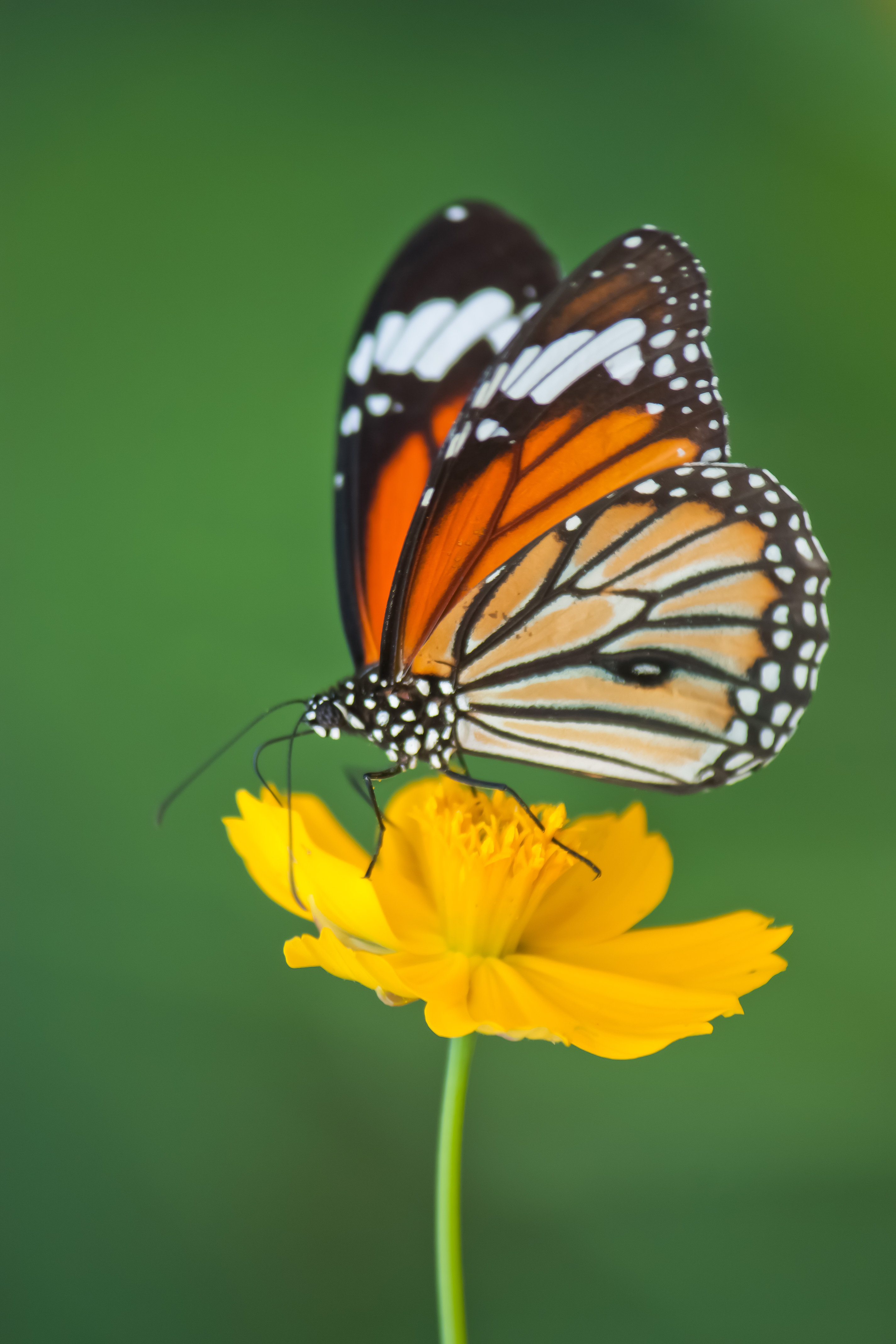 Gracie Oaks Monarch Butterfly by Nanoya - Wayfair Canada