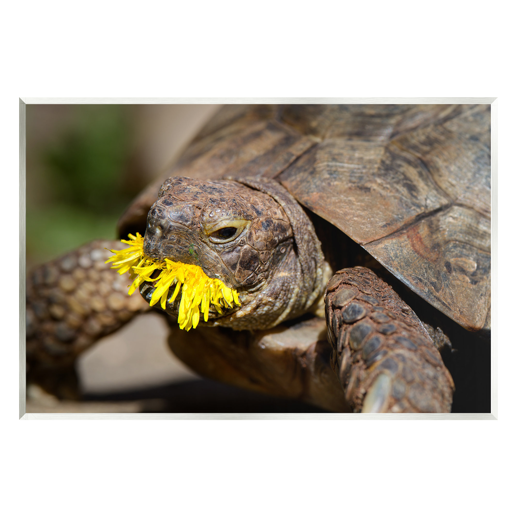 Stupell Industries Ba-367-Wood Turtle Eating Dandelion by Jonathan ...