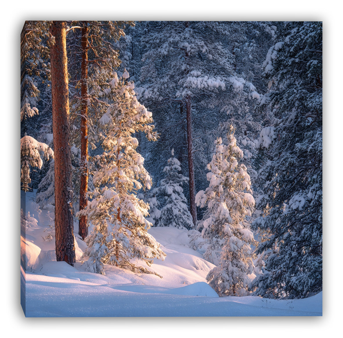 Ophelia & Co. Sunlit Pines After Snow Wrapped Canvas Wall Art - Wayfair ...