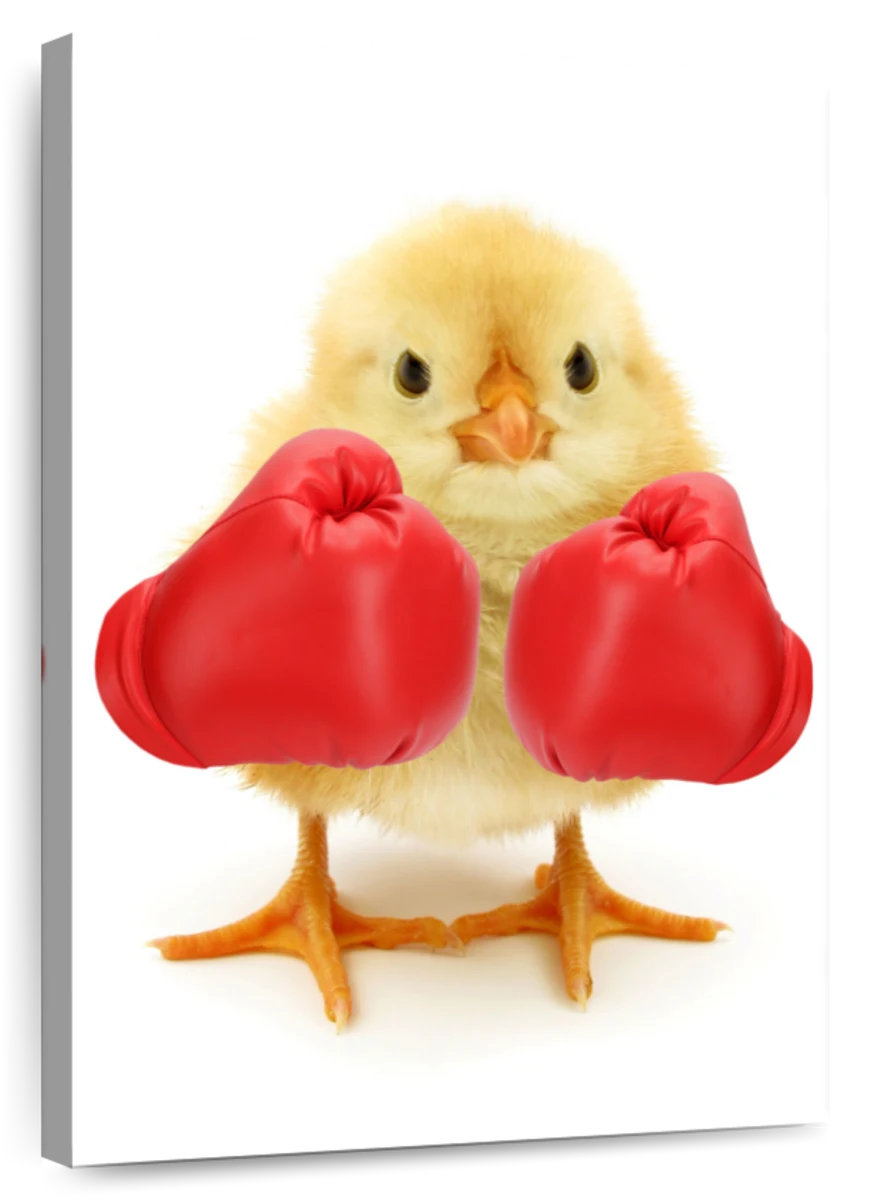 Trinx Ketti Funny Boxer Chick | Wayfair