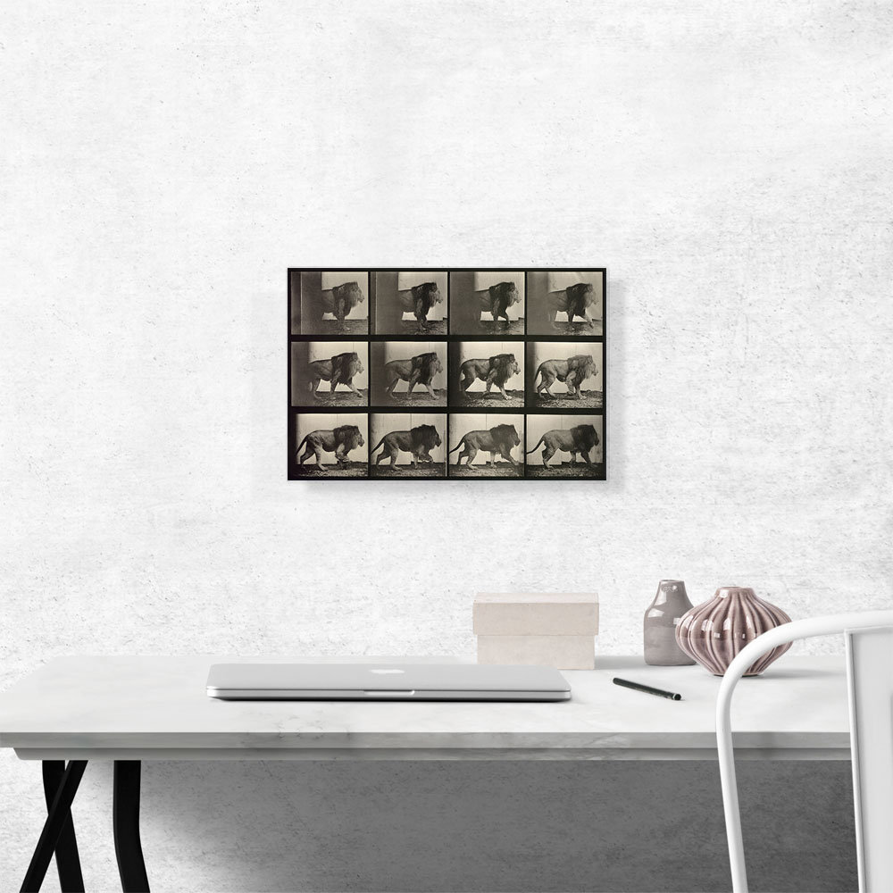ARTCANVAS Lion - Animal Locomotion Canvas Art Print By Eadweard ...