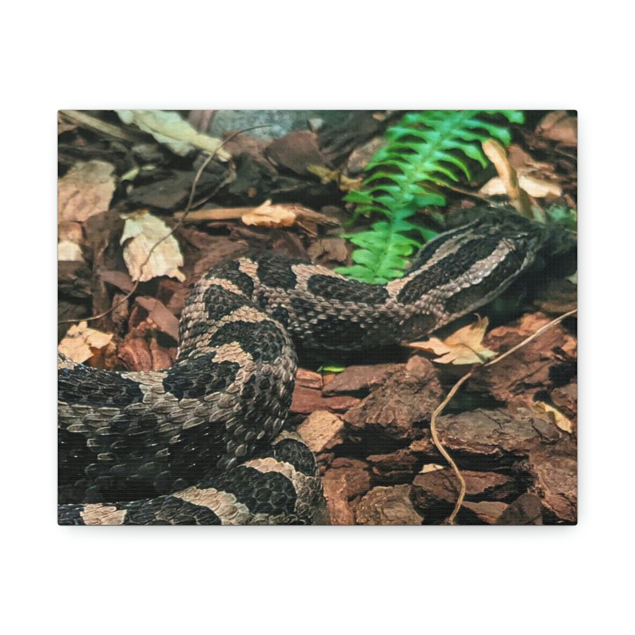 Latitude Run® Snake by Leonardo Da Vinci - Wrapped Canvas Graphic Art ...