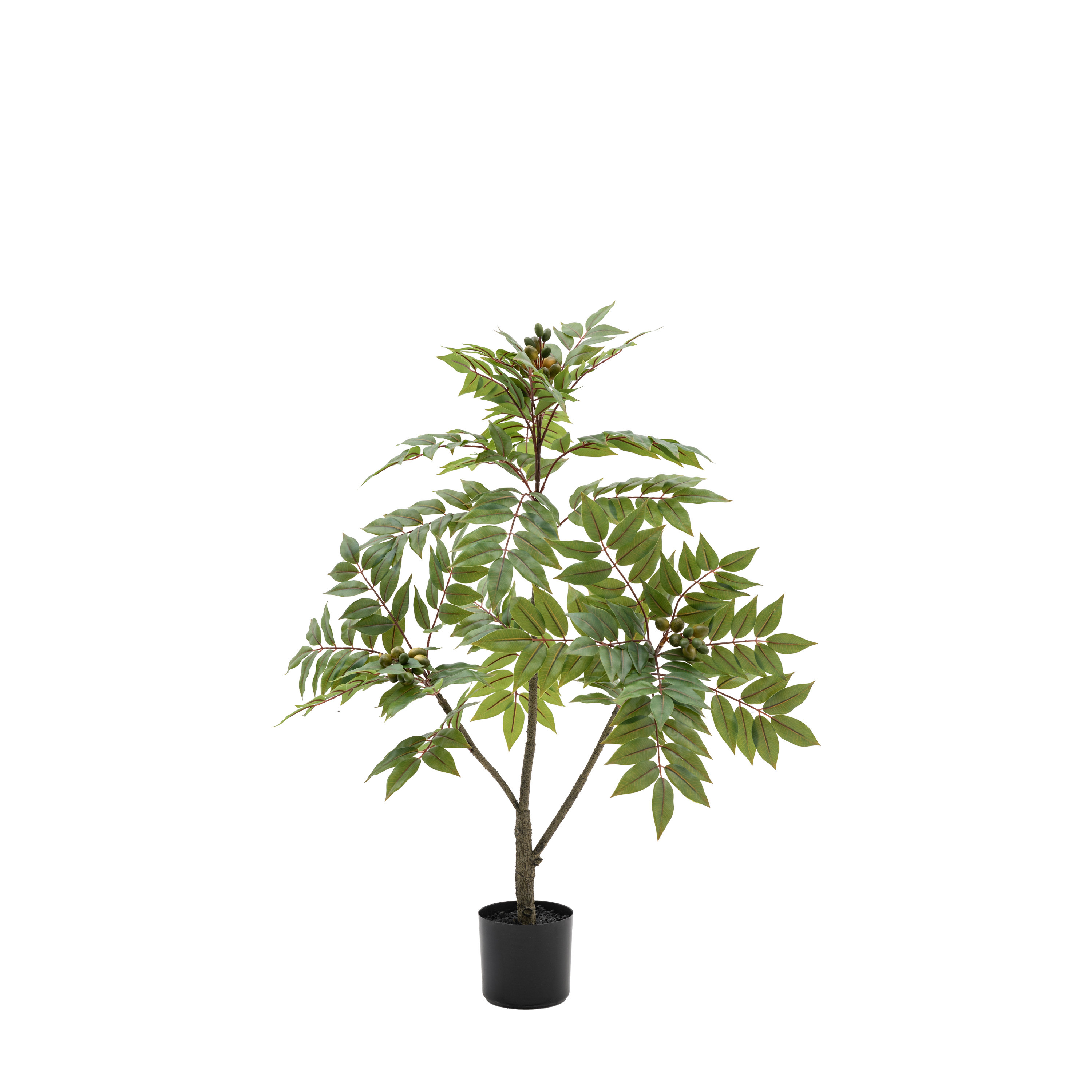 The Seasonal Aisle Potted Chinese White Olive Tree 3ft | Wayfair.co.uk