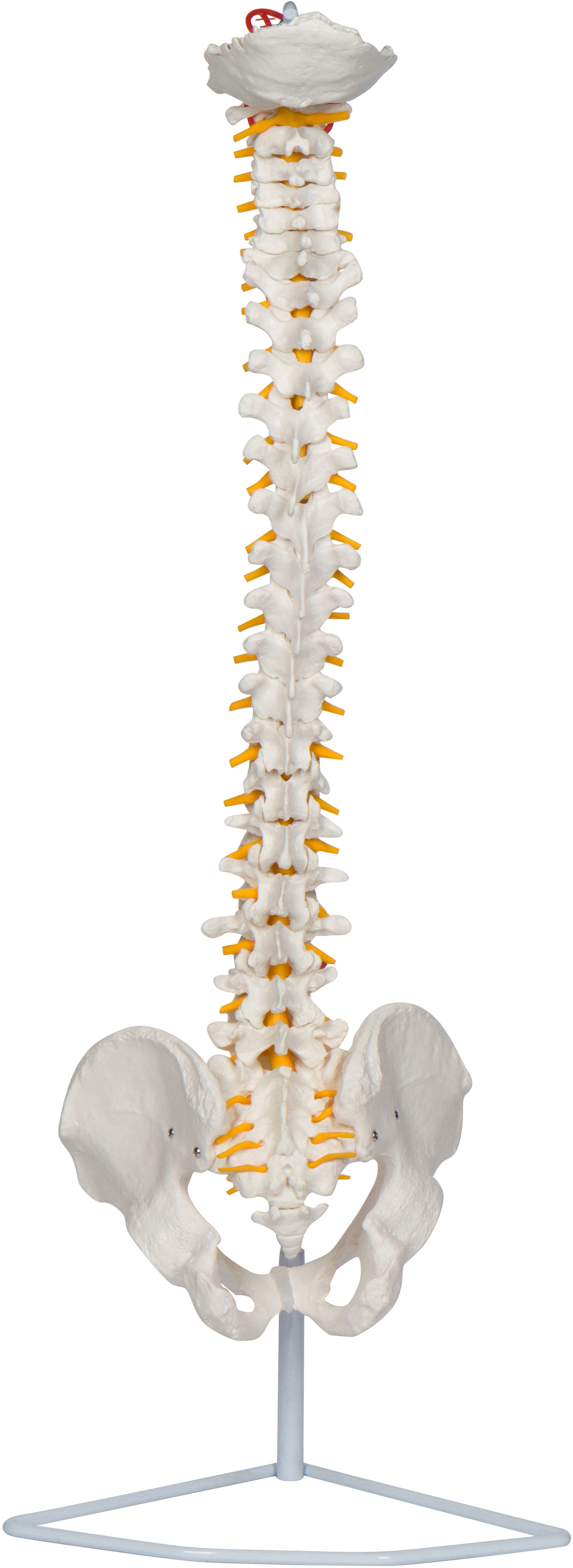 Trinx 29" Flexible Chiropractic Spine Model With Stand By Trinx ...