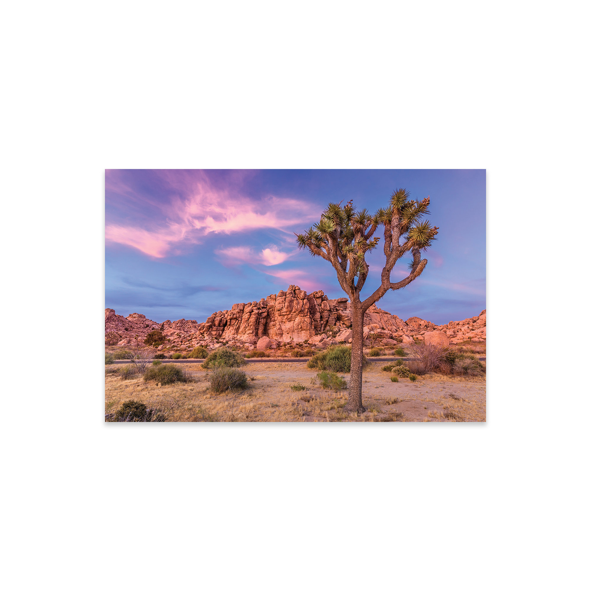Union Rustic Joshua Tree In The Evening On Plastic / Acrylic by Melanie ...