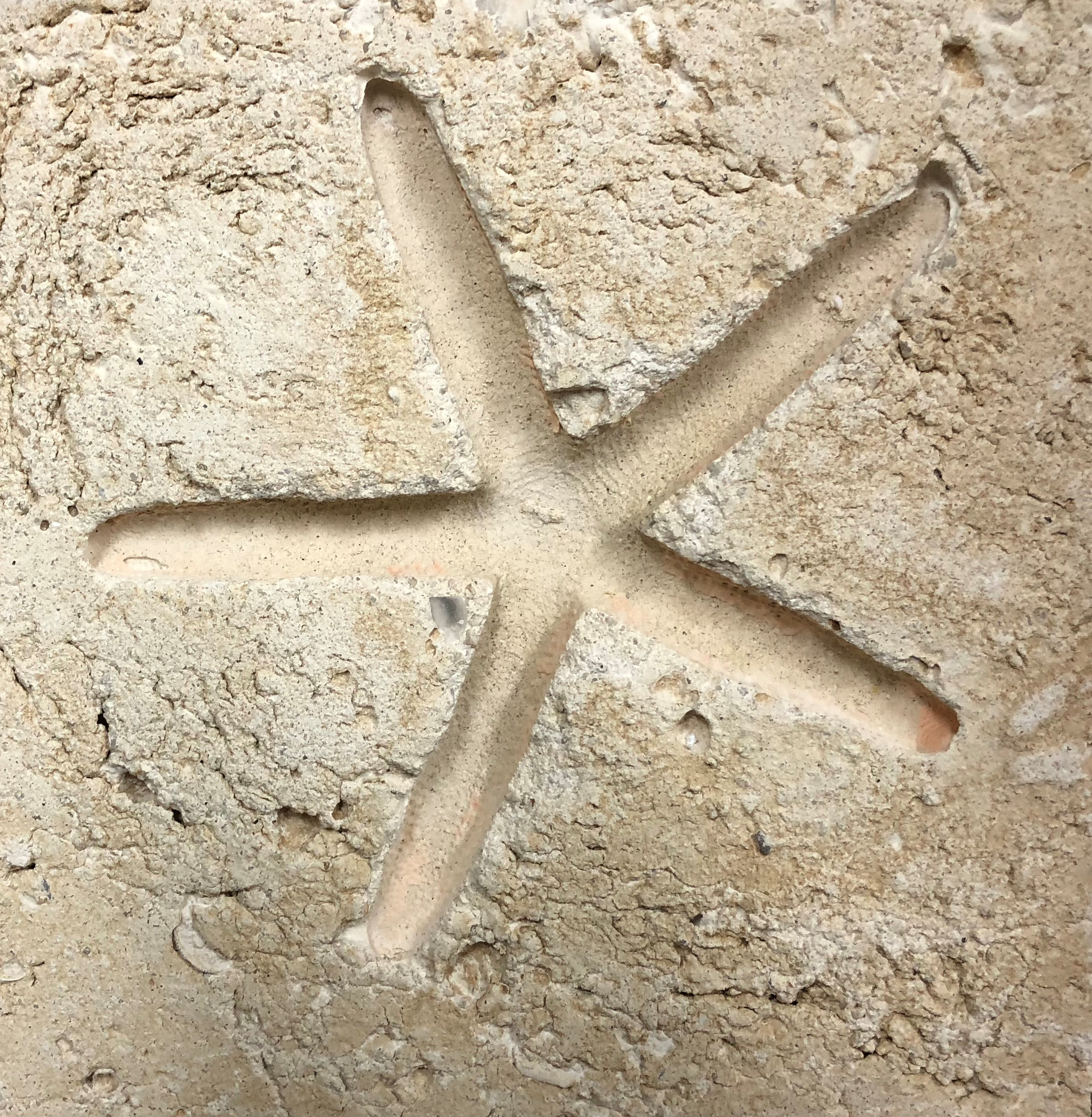 Matrix-Z 6" x 6" Cement Star Fish Fossil Impression Medallion Tile in ...