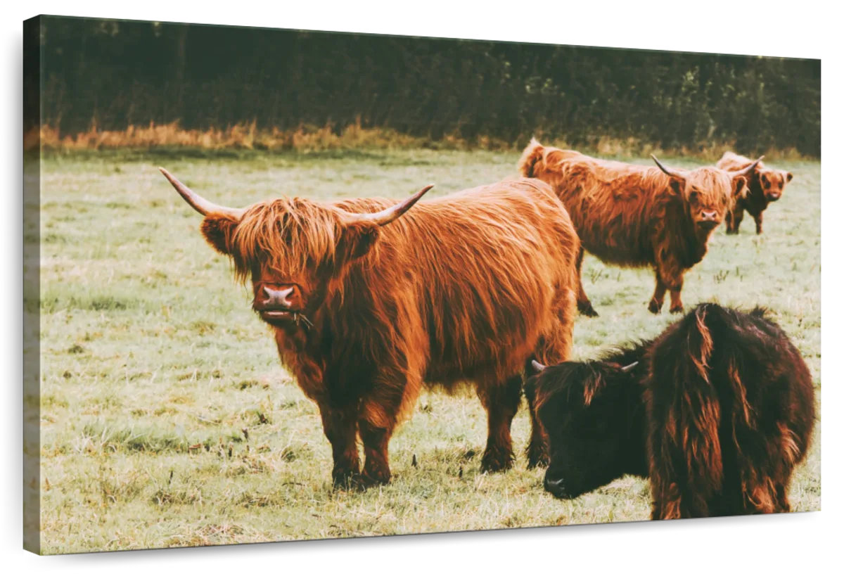 Ebern Designs Brampt Highland Cow Group | Wayfair