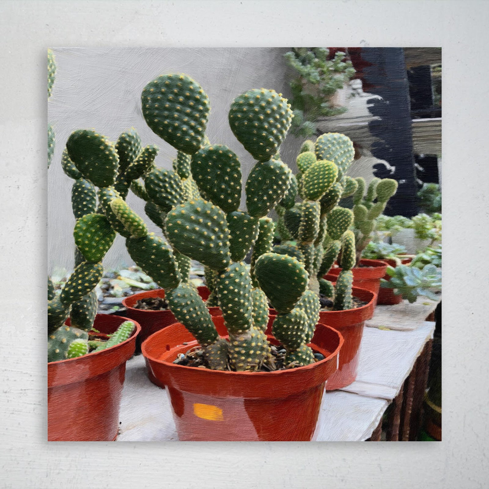 Foundry Select Cacti In Red Pots During Daytime - 1 Piece Square ...