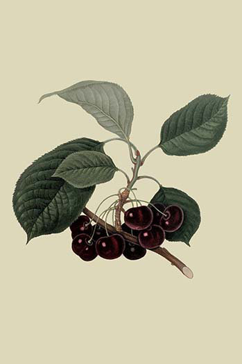 Buyenlarge May Duke Cherry - Graphic Art Print | Wayfair