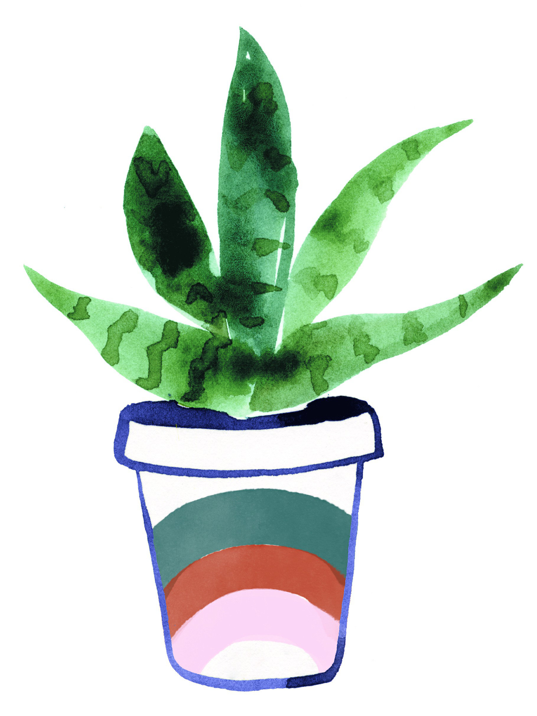 Winston Porter Rainbow Aloe Plant - Wayfair Canada