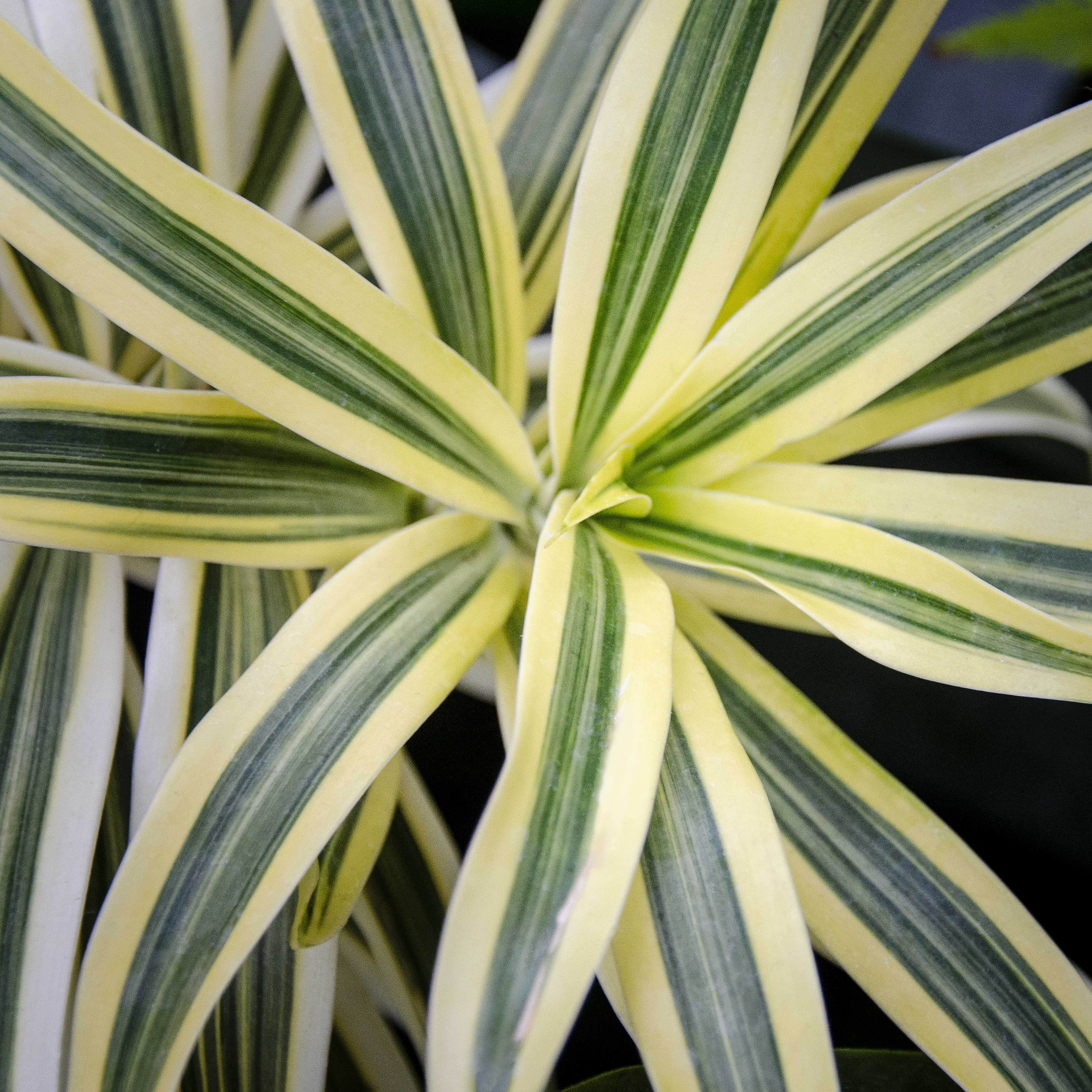 Latitude Run® Cropped Garden Leaves I - Wayfair Canada