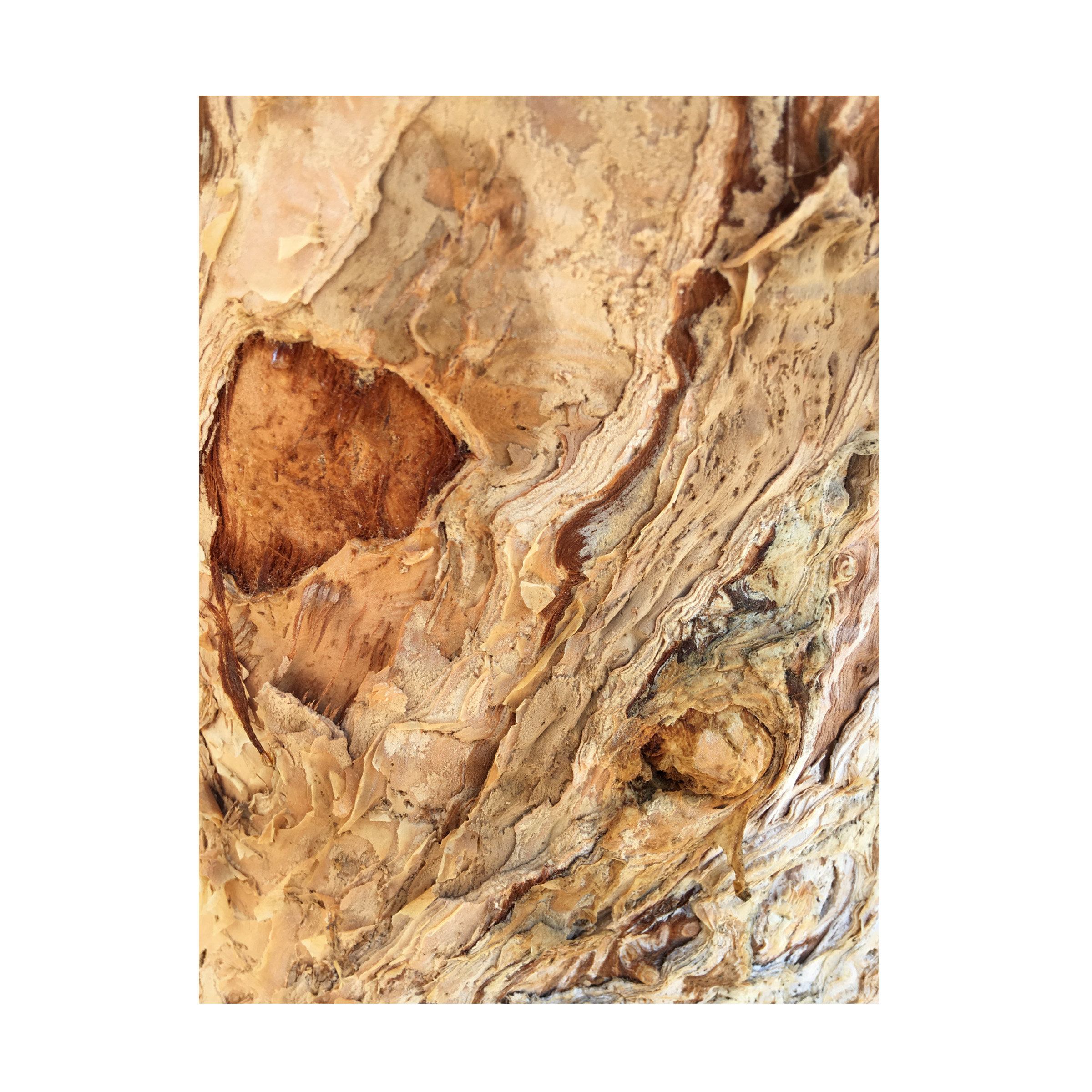 Ebern Designs Tree Texture Triptych II On Canvas by Norm Stelfox Canvas ...