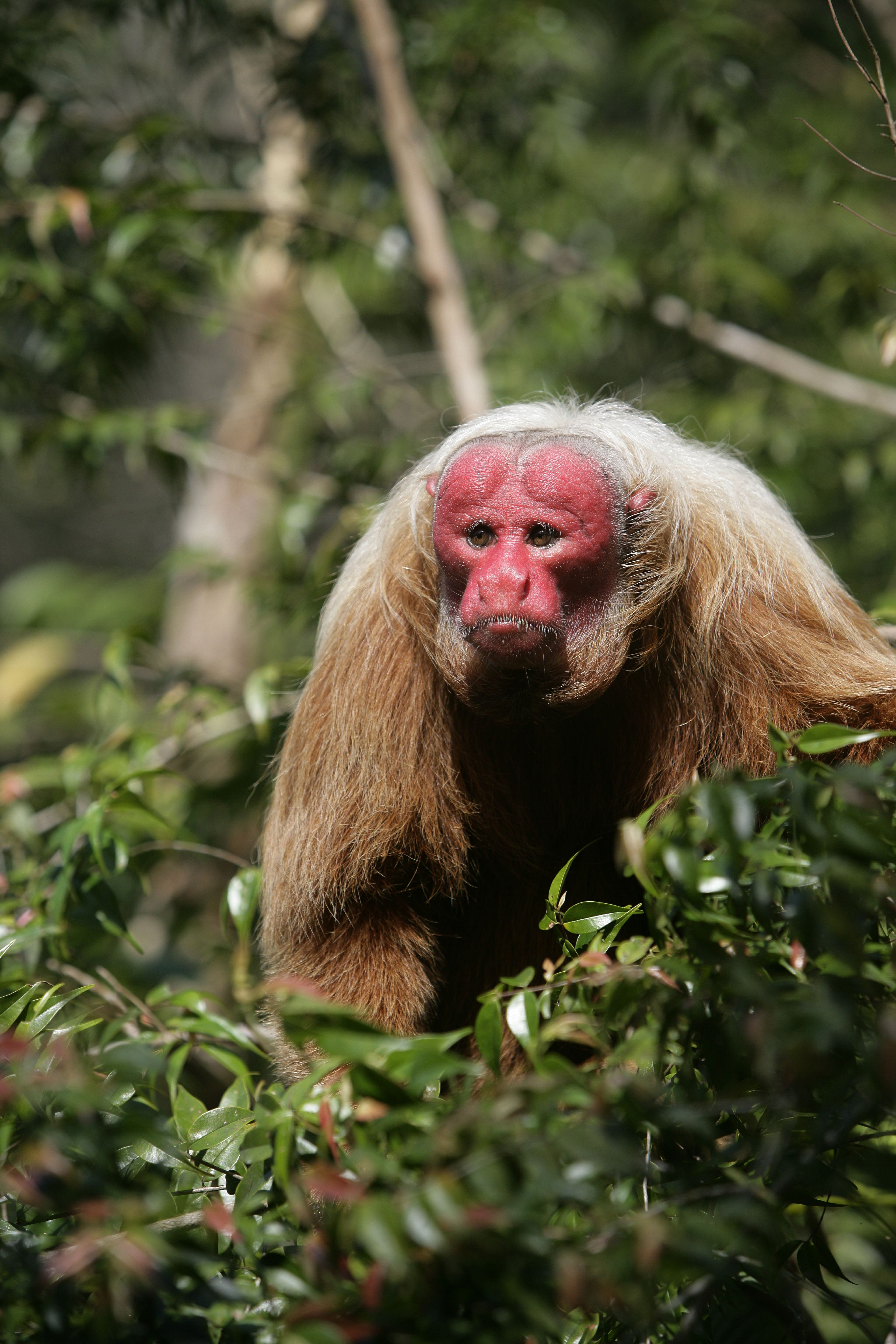 Ebern Designs Issamar Uakaris Monkey by - Wrapped Canvas Photograph ...