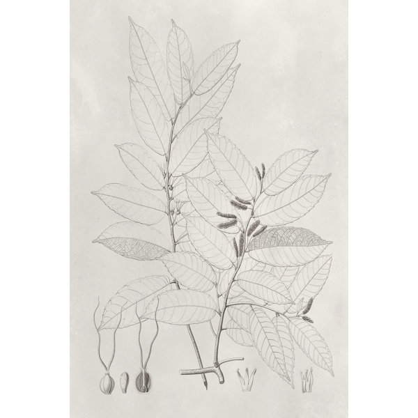 August Grove Vintage Leaves VI - Drawing | Wayfair.co.uk