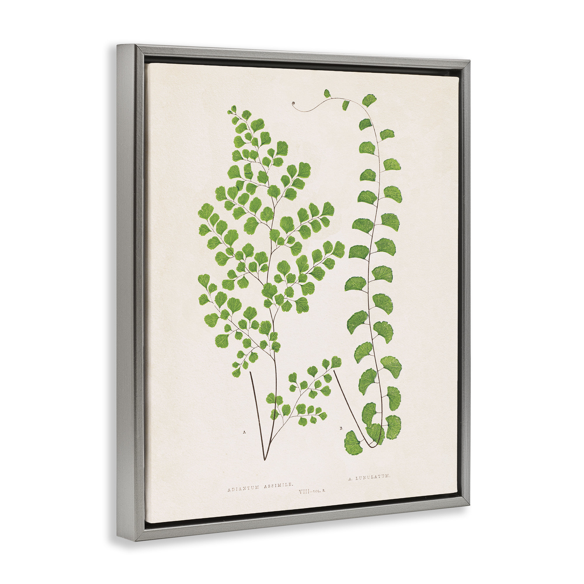 Bay Isle Home™ Vivid Green Ferns Study Floating Frame, design by ...