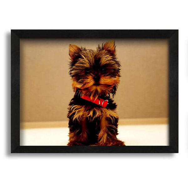 Latitude Run Yorkshire Terrier Puppy - Single Picture Frame Photograph ...