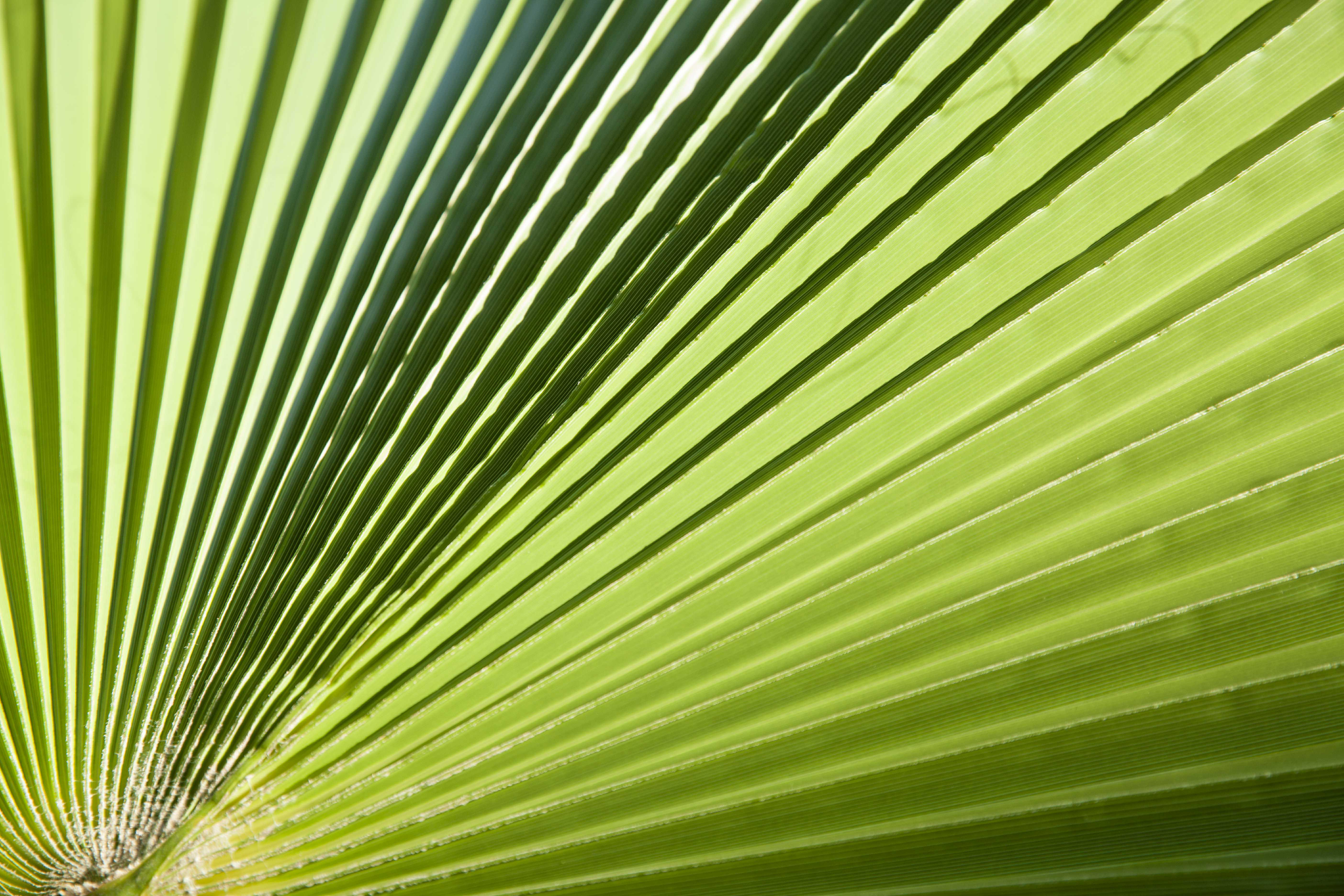 Bay Isle Home™ Big Palm Leaf by Suzi Media Production - Wrapped Canvas ...