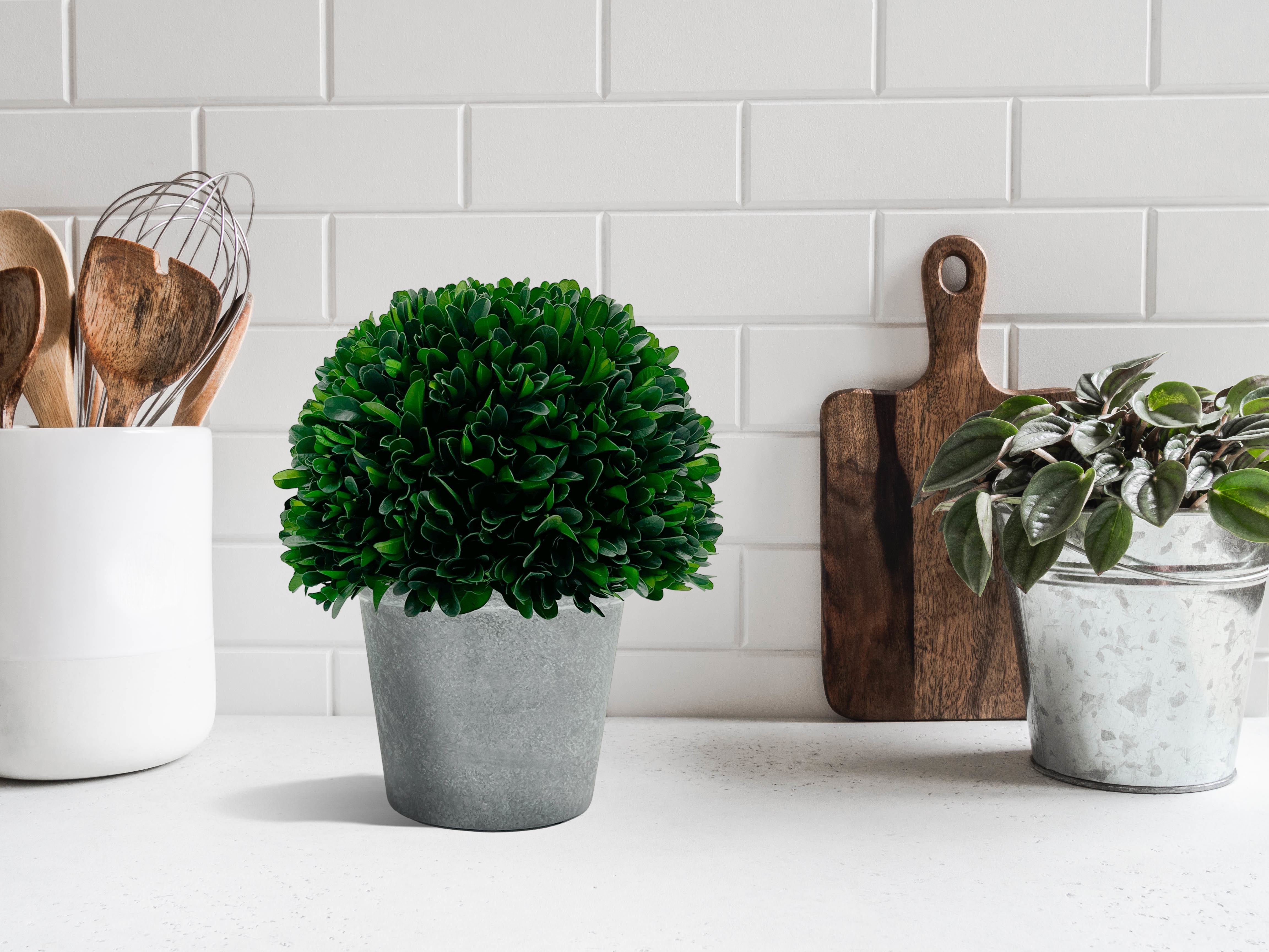 Bergamo Art 10" Preserved Boxwood Ball Topiary Plant in Pot | Wayfair