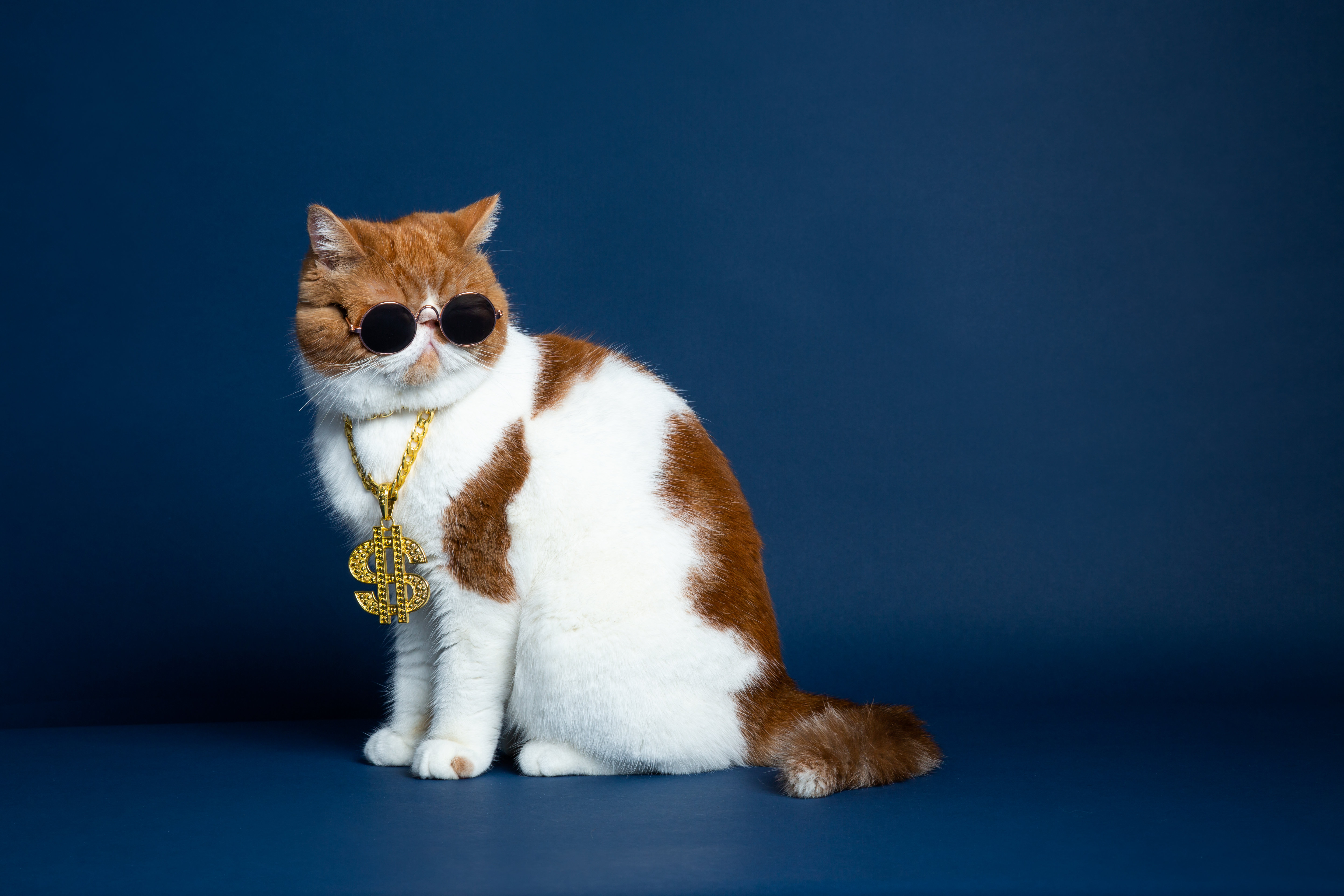 Happy Larry Garfield cat | Wayfair.co.uk