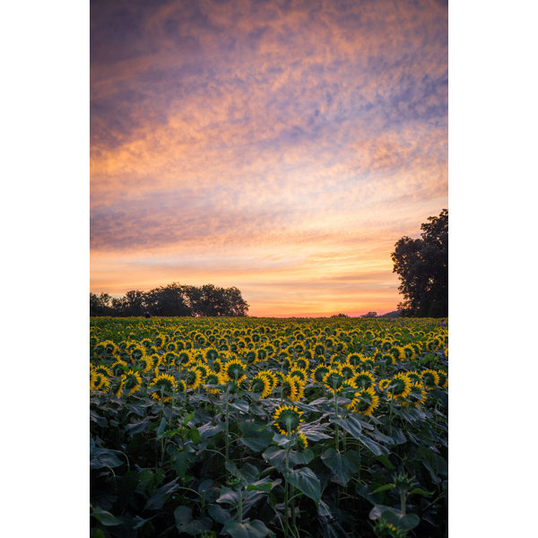 Gracie Oaks Sunflowers at Sunrise by Laura Noll - Wrapped Canvas ...