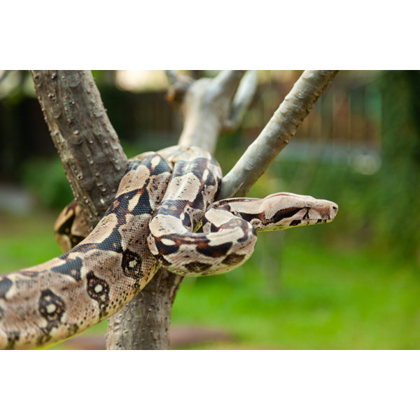17 Stories Colombian Boa Constrictor by Lunatic_67 - Wrapped Canvas ...
