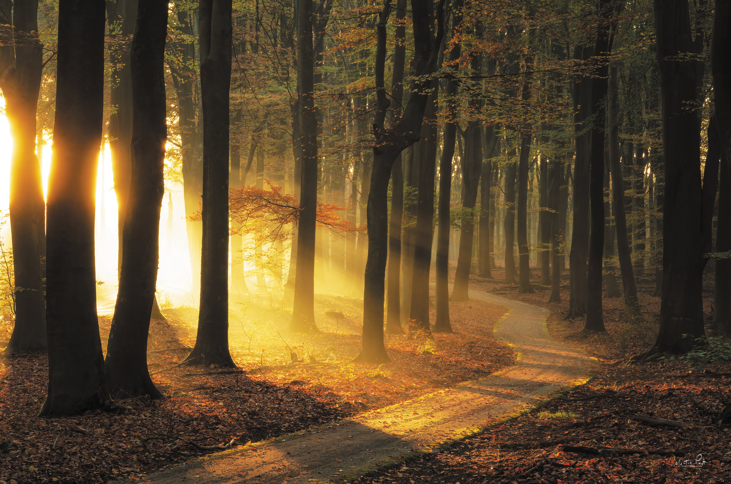 Millwood Pines Peeking Sun by Martin Podt - Wrapped Canvas Print ...