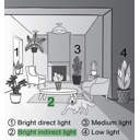 Thorsen's Greenhouse Live Pink Splash Plant & Reviews | Perigold