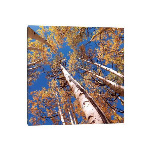 Alpen Home Aspen Trees Against The Sky In Crested Butte, Colorado ...